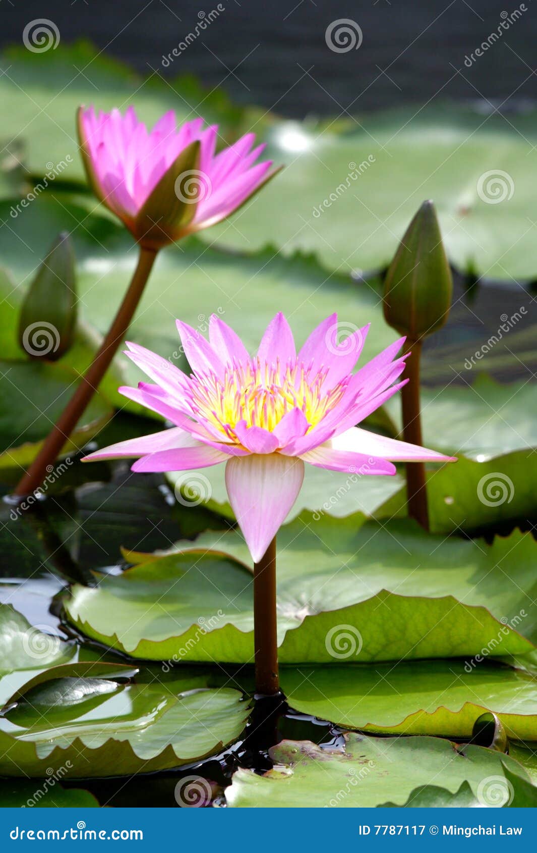 The Lotus grow up stock image. Image of china, flowers - 7787117