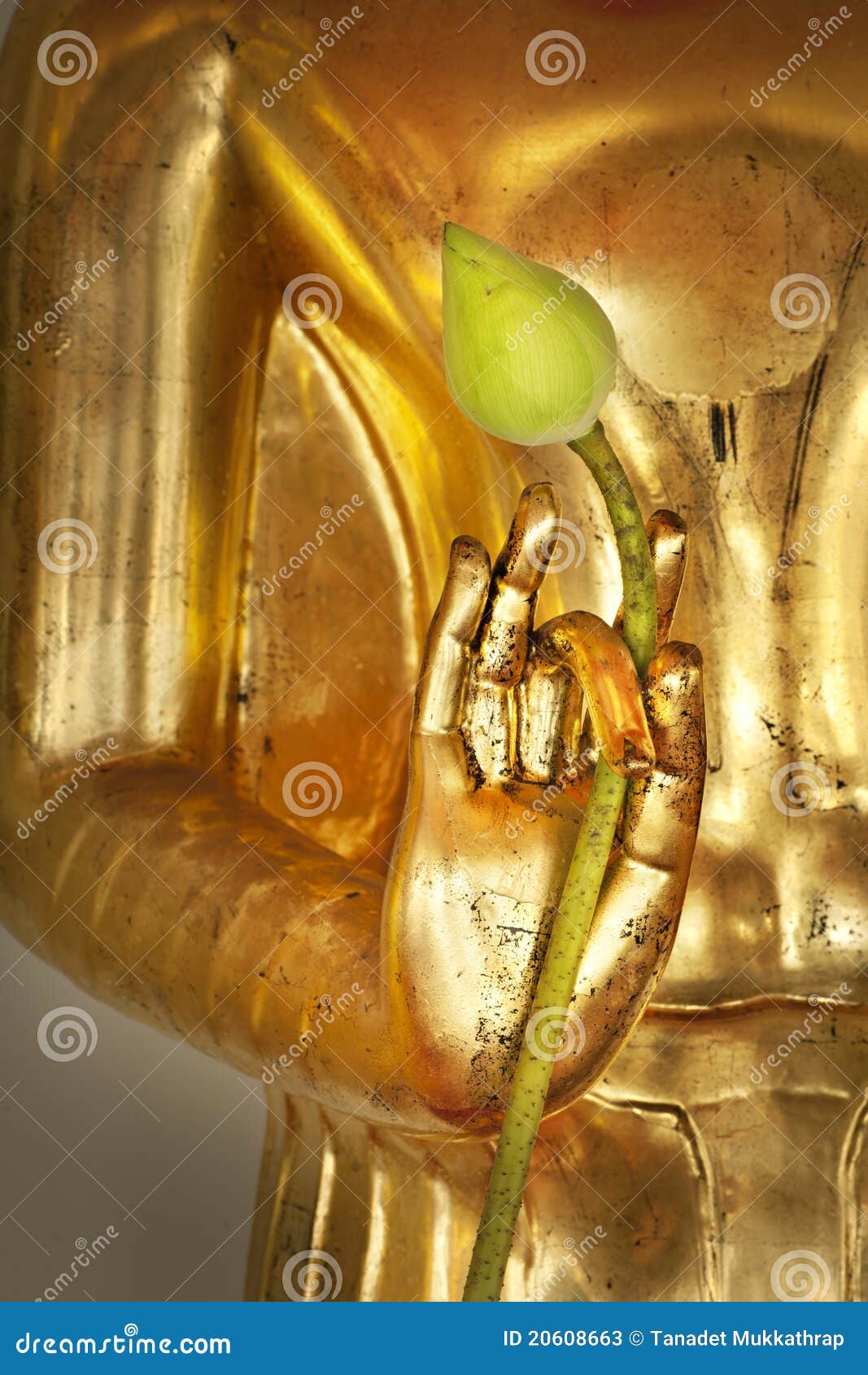 Lotus in hand of buddha stock image. Image of asia, buddha - 20608663