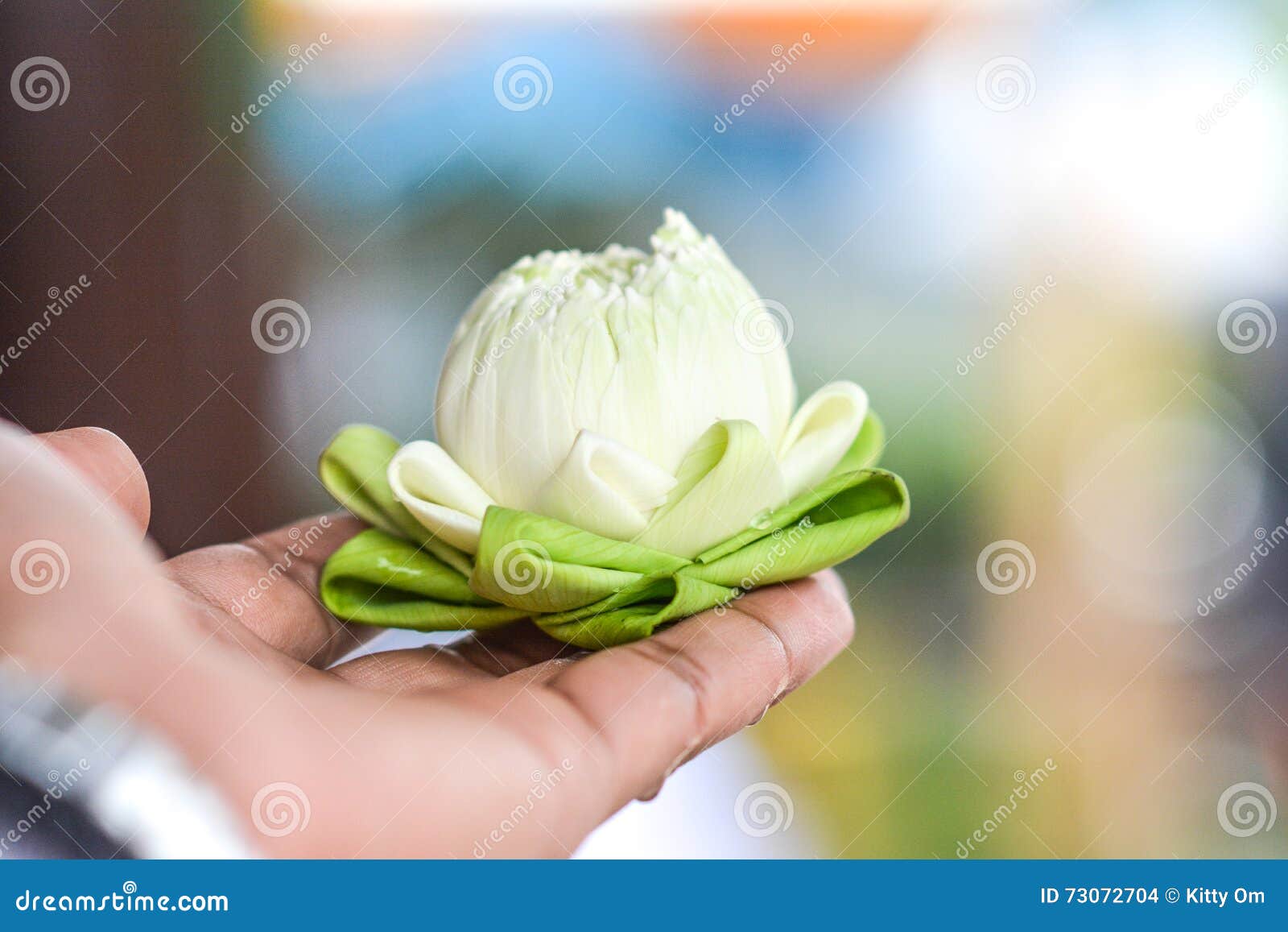 Lotus on hand stock photo. Image of flower, nature, hand - 73072704