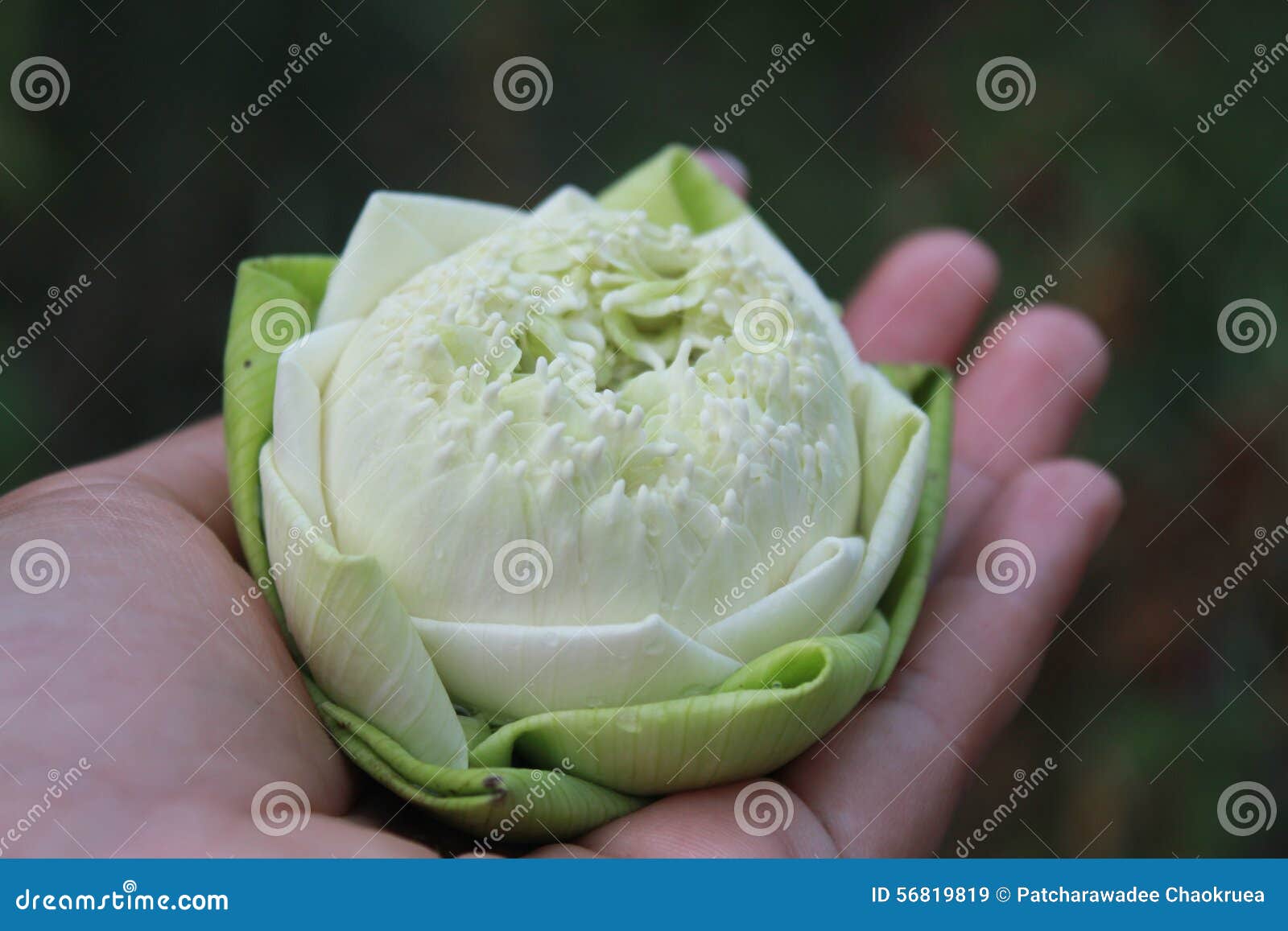 Lotus in hand stock image. Image of botany, fold, hand - 56819819