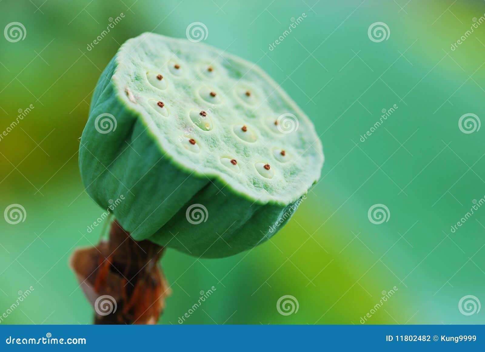 12,840 Lotus Head Stock Photos - Free & Royalty-Free Stock Photos from ...
