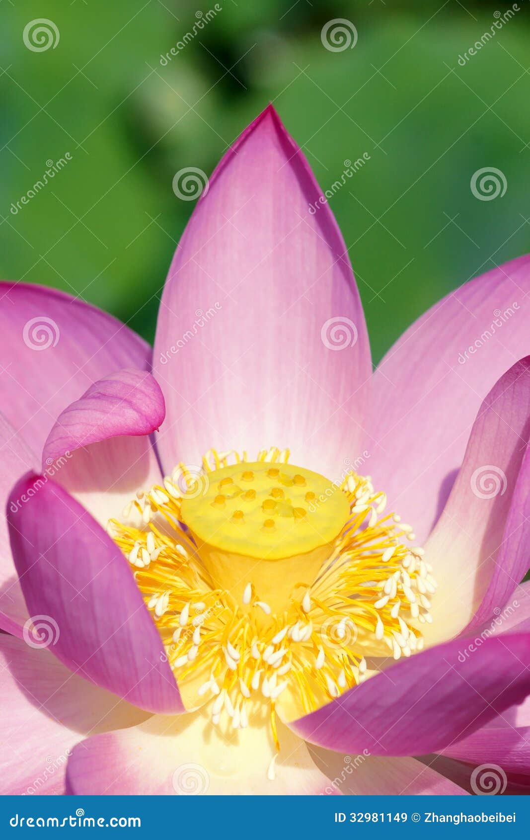 Lotus heart stock image. Image of nature, macro, garden - 32981149