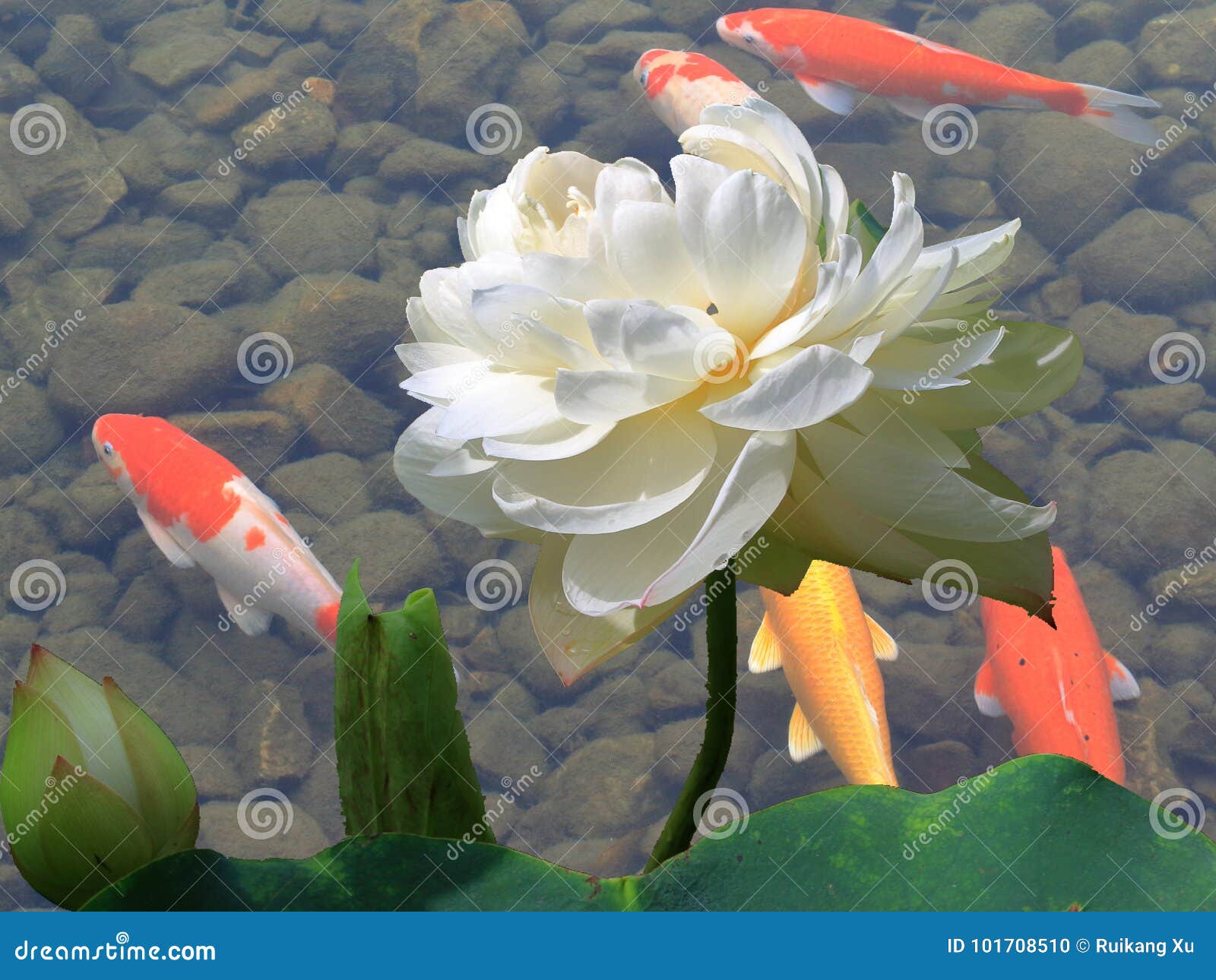 Lotus i koi ryba zdjęcie stock. Obraz złożonej z dojrzały - 101708510