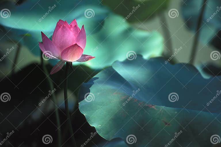 Lotus Illuminated by Sunlight Stock Image - Image of summer, botany ...