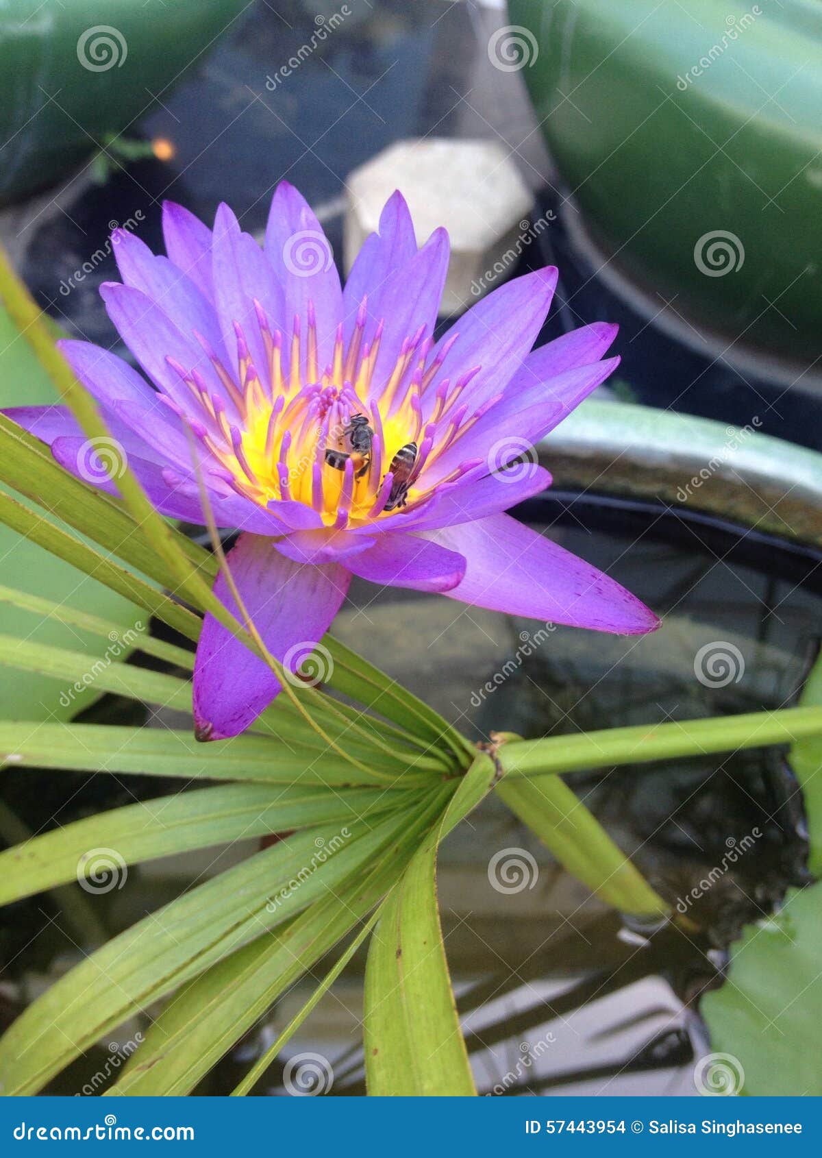 Lotus stock photo. Image of purple, lotus, pollen, insect - 57443954