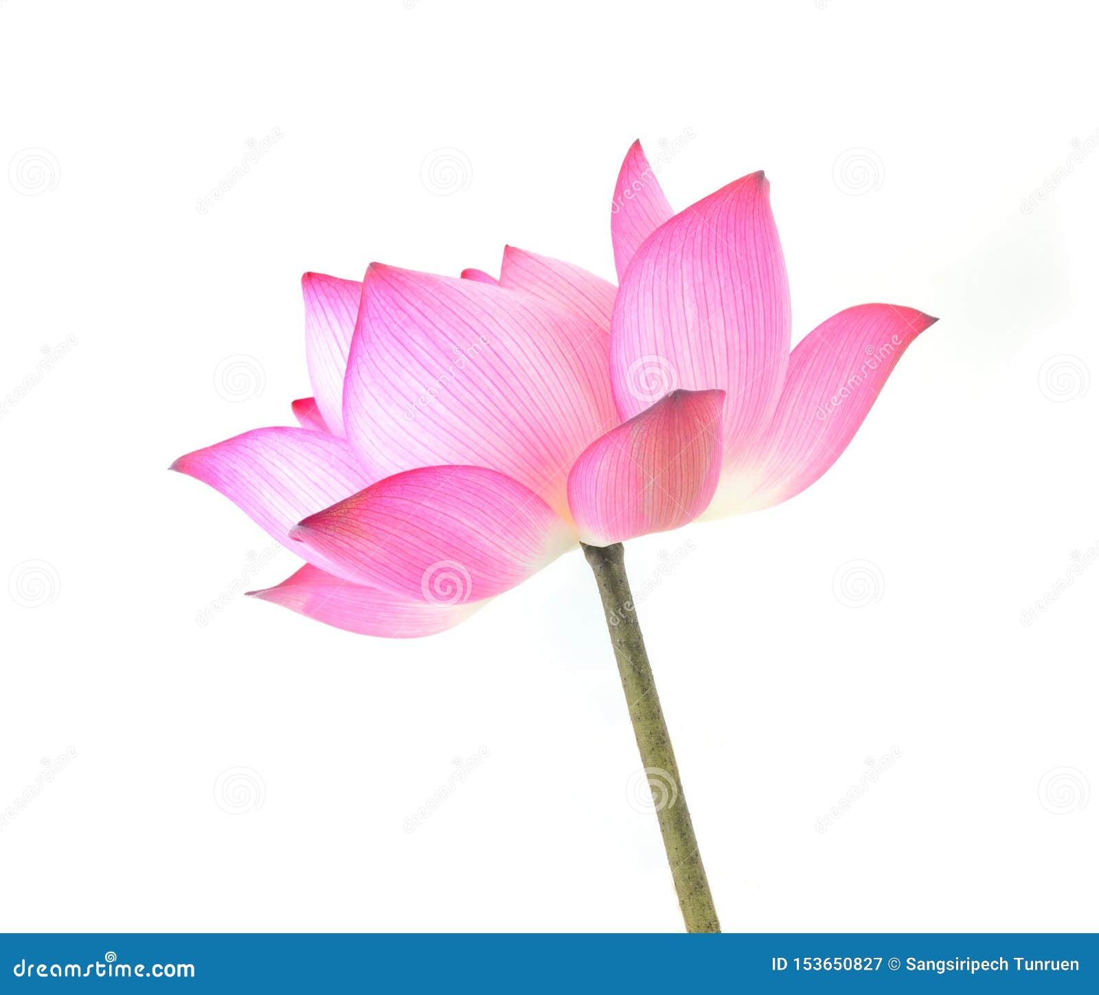Lotus Isolated on White Background Stock Image - Image of flower ...