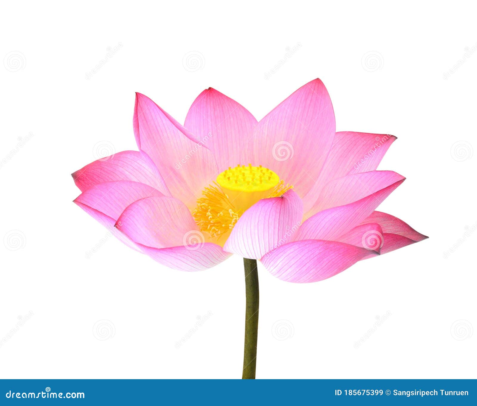 Lotus Isolated on White Background Stock Image - Image of floral ...