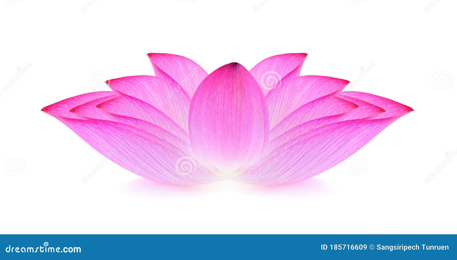 Lotus Isolated on White Background Stock Image - Image of plant ...