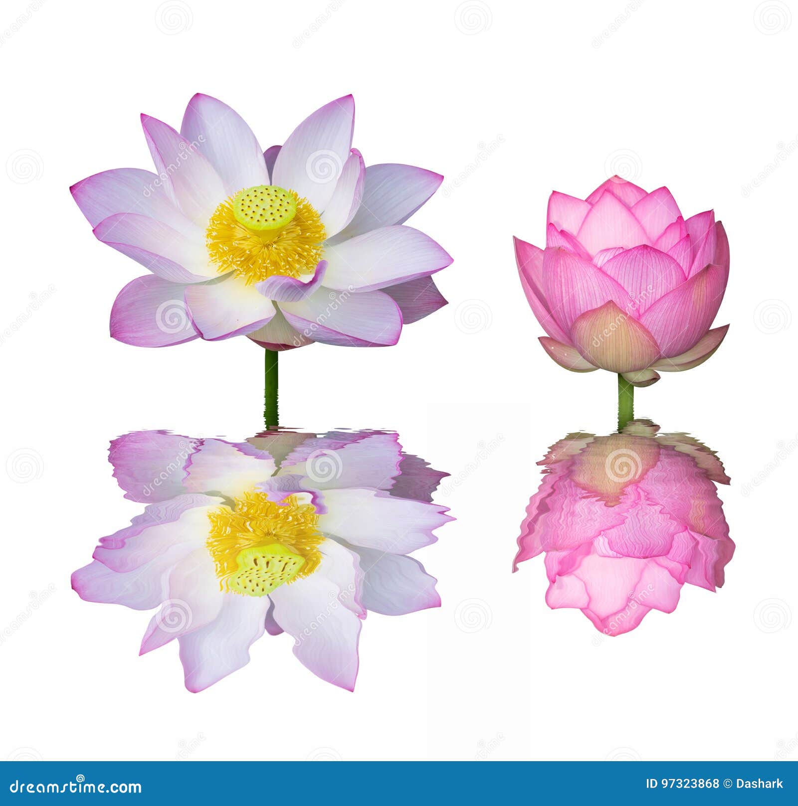 Lotus on isolated stock photo. Image of asia, fragrant - 97323868