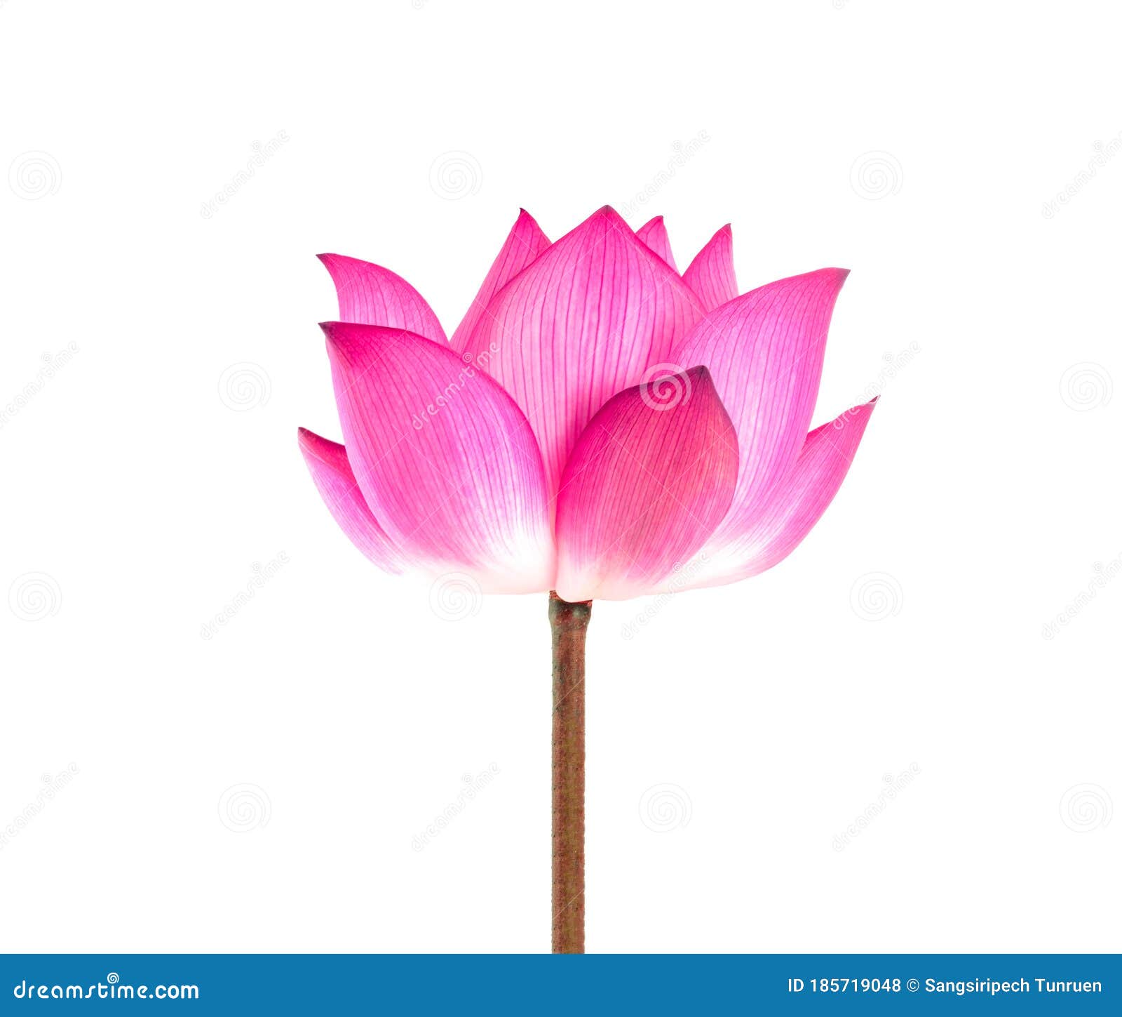 Lotus Isolated on White Background Stock Photo - Image of beauty, bloom ...
