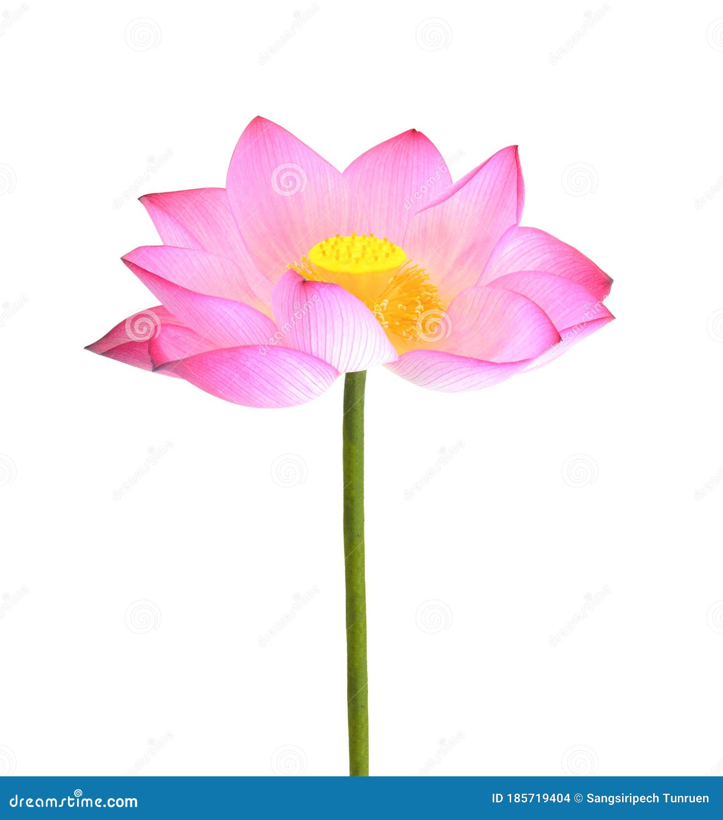 Lotus Isolated on White Background Stock Photo - Image of beauty, flora ...