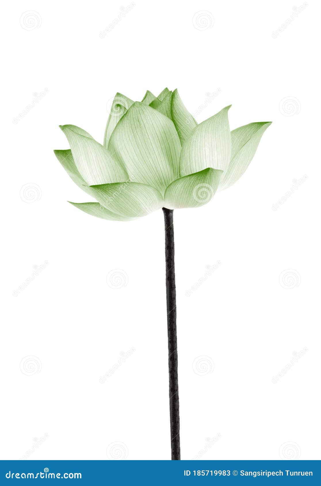 Lotus Isolated on White Background Stock Image - Image of lily ...