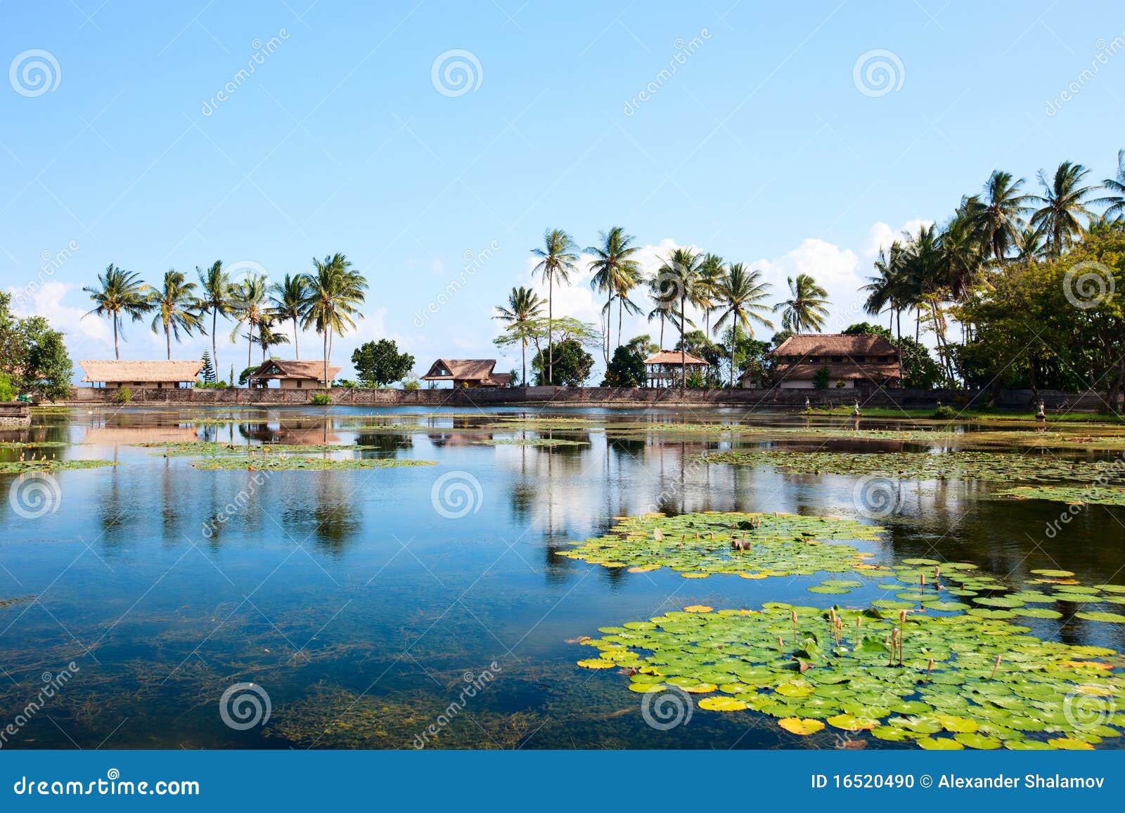 Lotus lagoon in Bali stock photo. Image of horizon, lagoon - 16520490