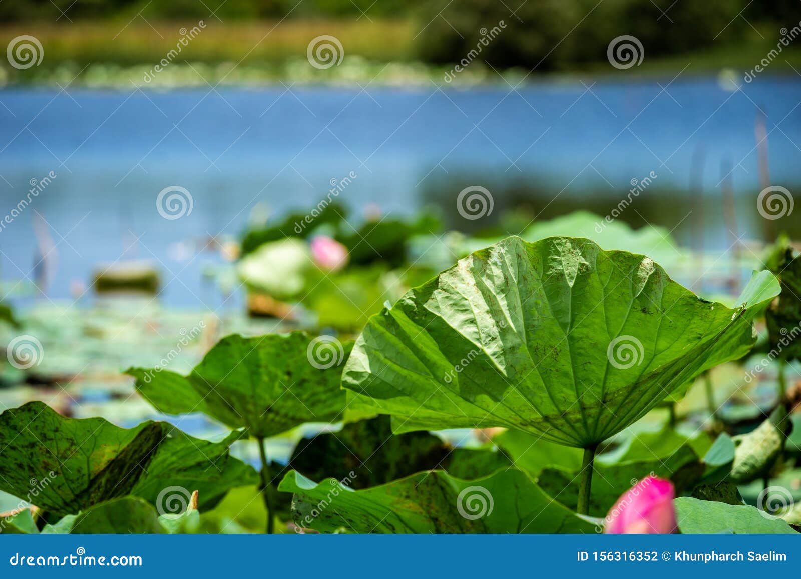 Pink Lotus in a Large Swamp in the Sun Stock Photo - Image of natural ...