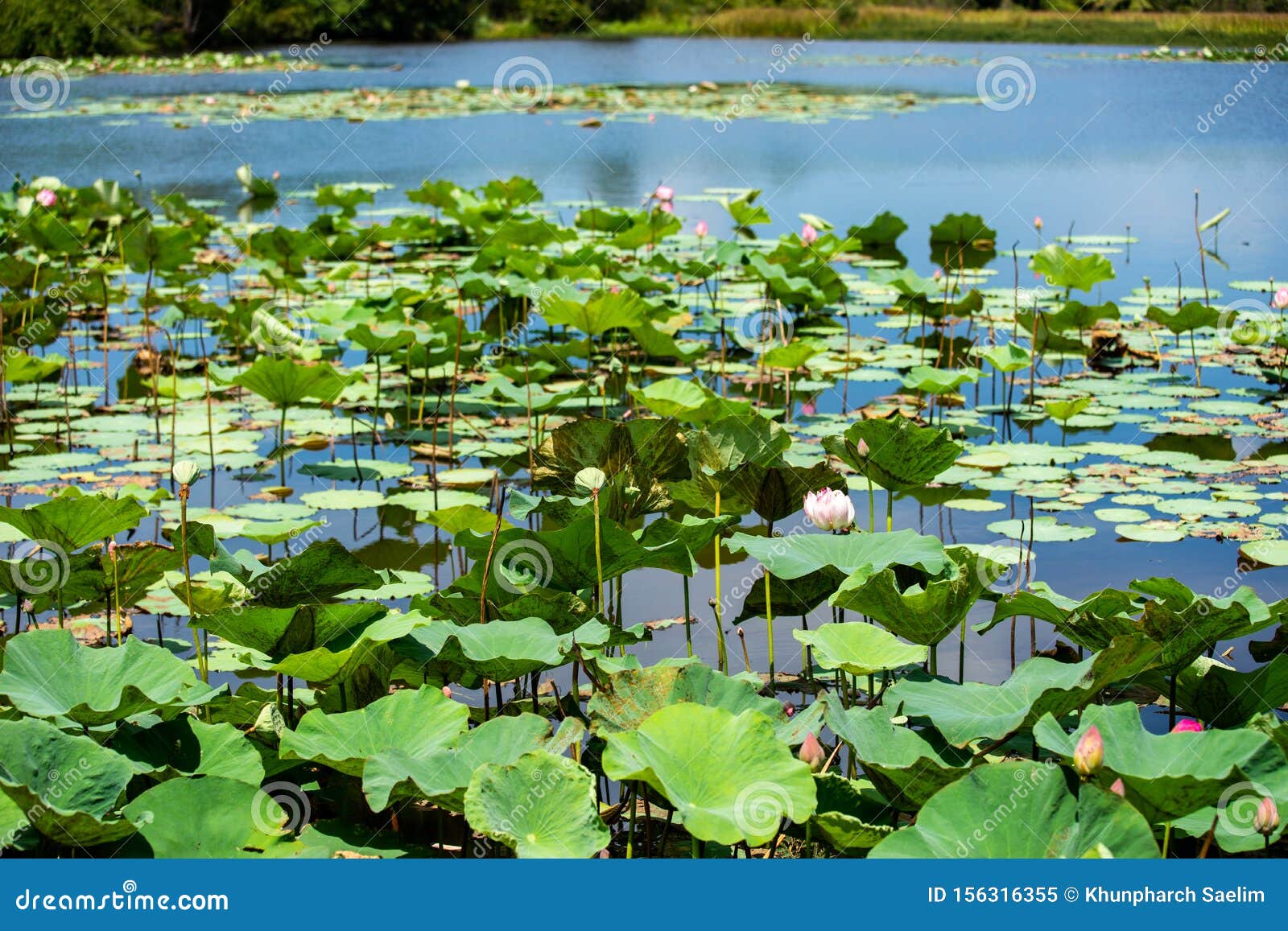 Pink Lotus in a Large Swamp in the Sun Stock Image - Image of botany ...
