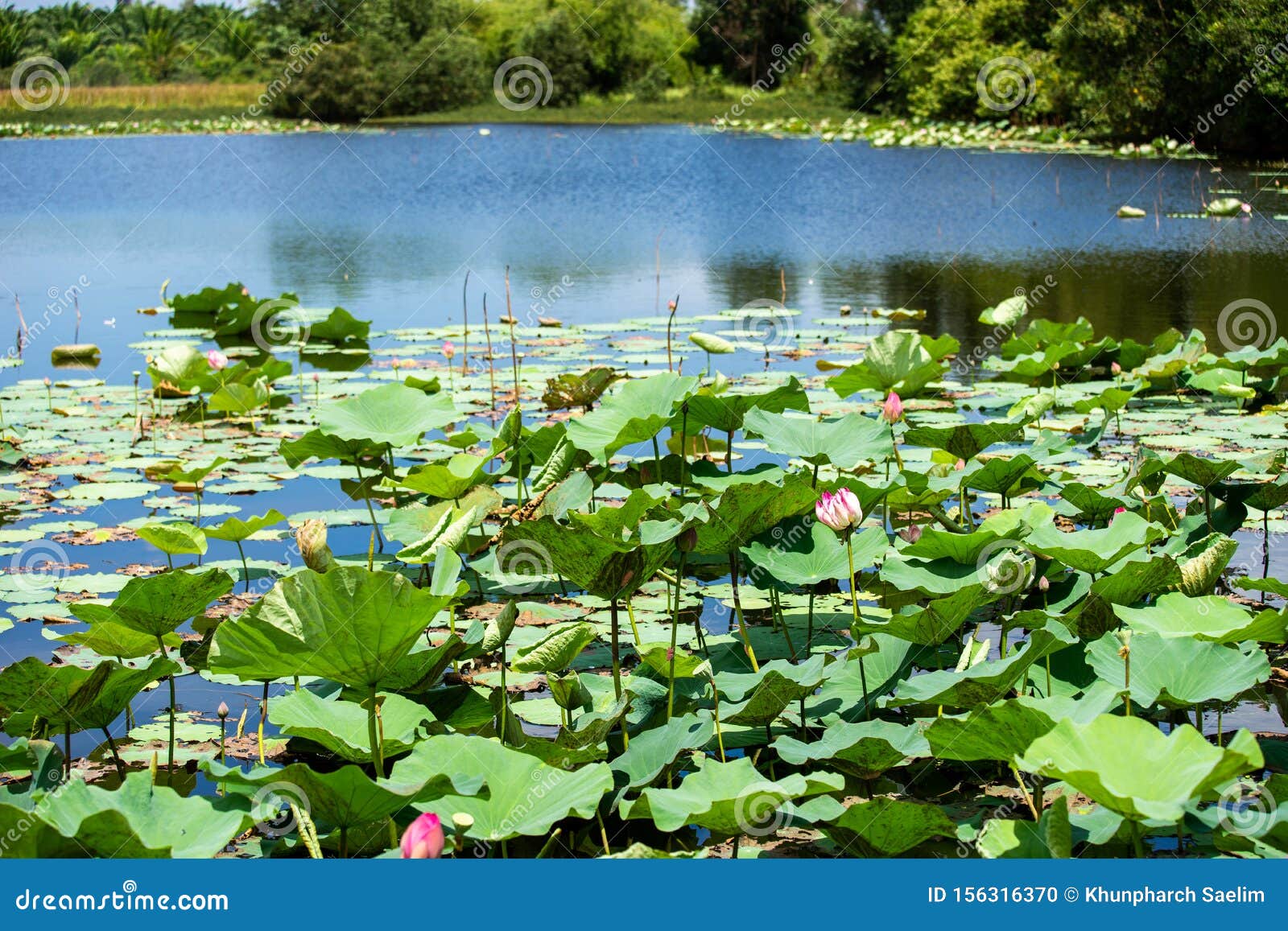 Pink Lotus in a Large Swamp in the Sun Stock Photo - Image of blossom ...