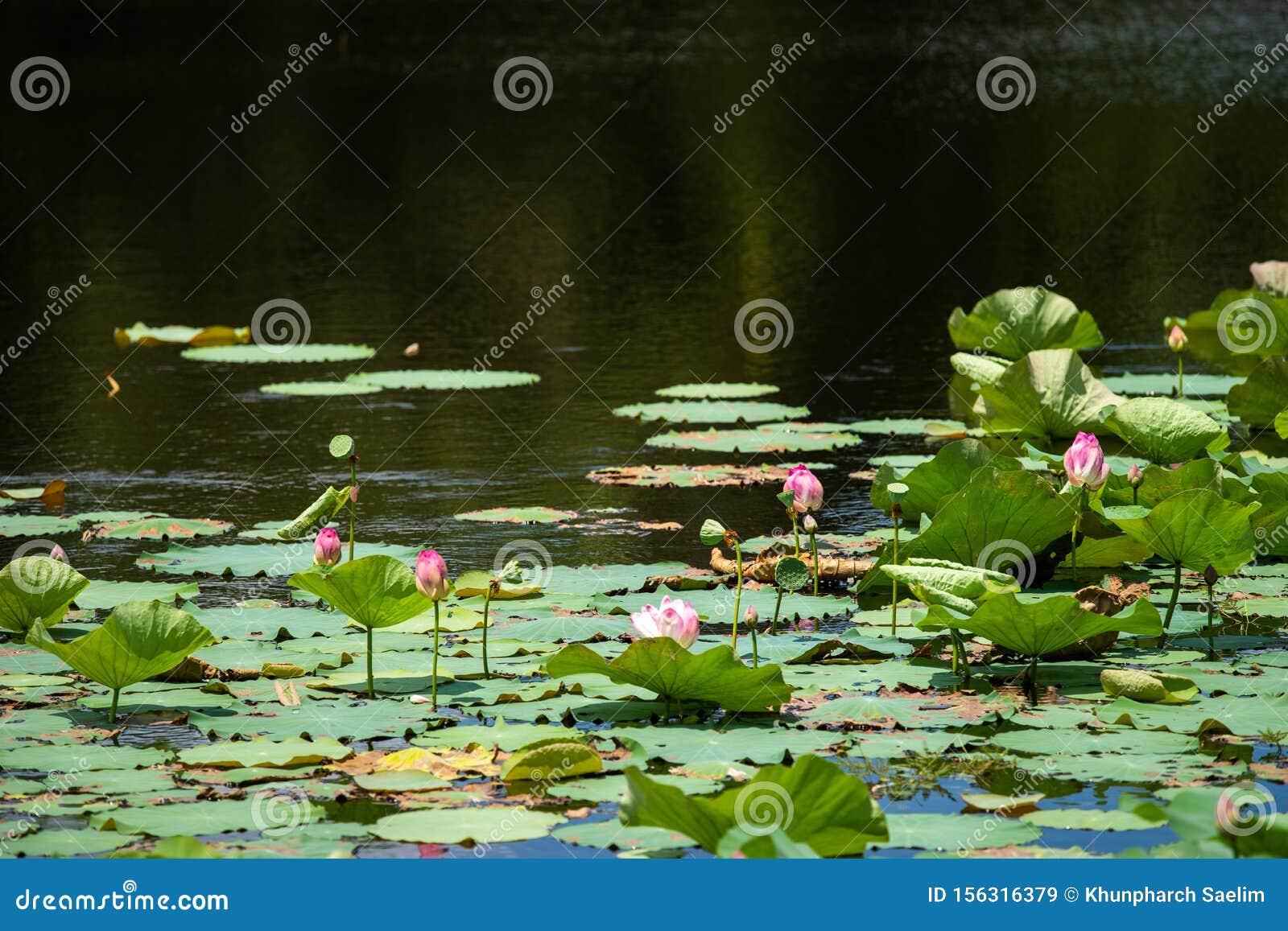 Pink Lotus in a Large Swamp in the Sun Stock Image - Image of floral ...