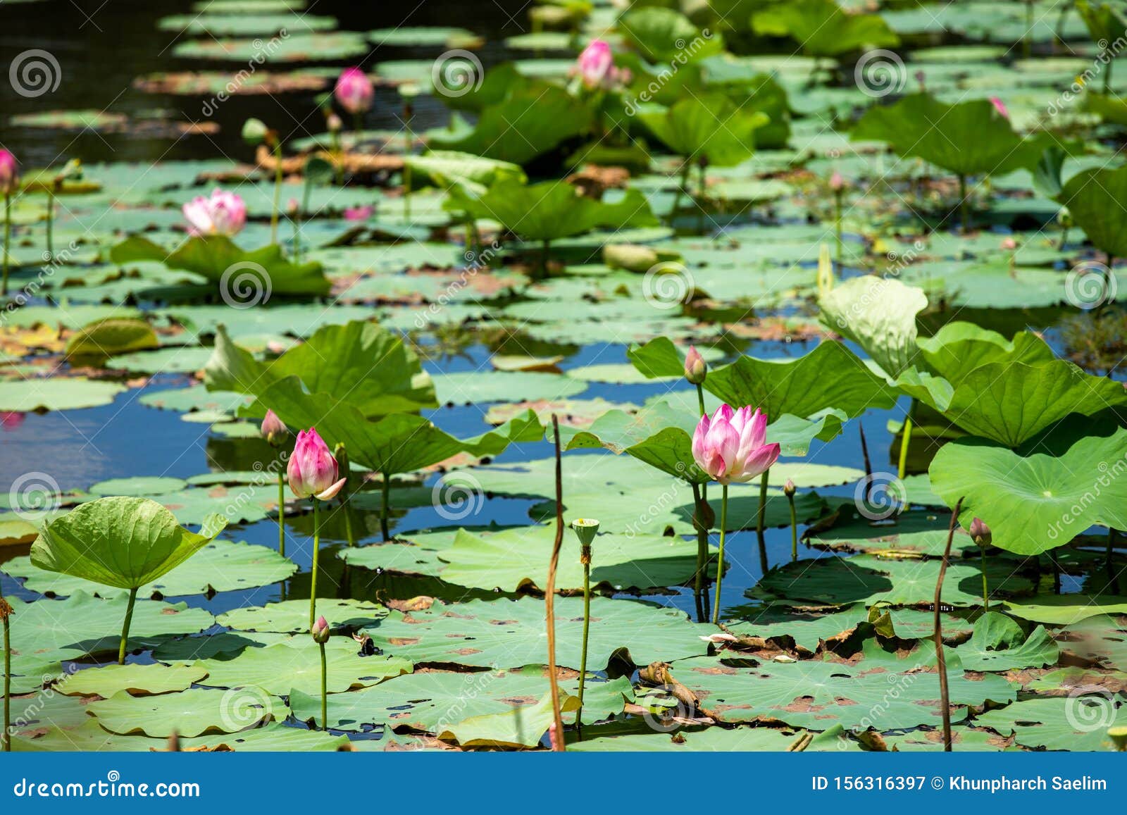 Pink Lotus in a Large Swamp in the Sun Stock Image - Image of bright ...