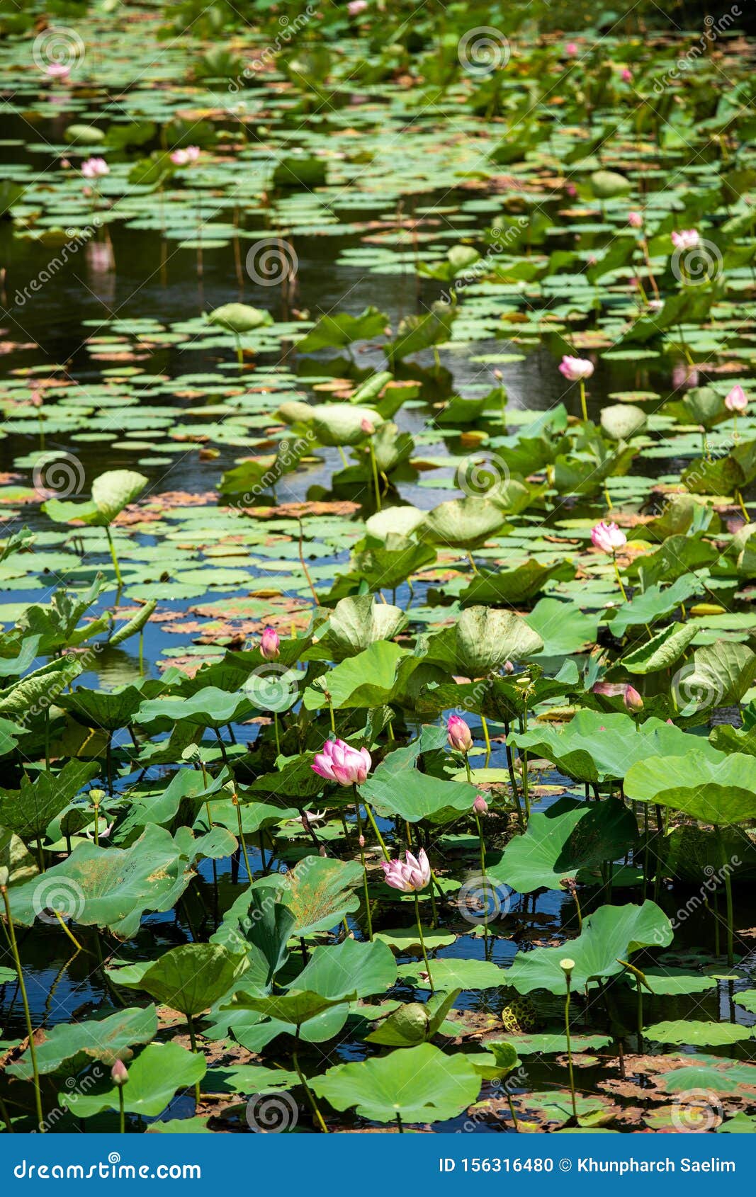 Pink Lotus in a Large Swamp in the Sun Stock Photo - Image of aquatic ...