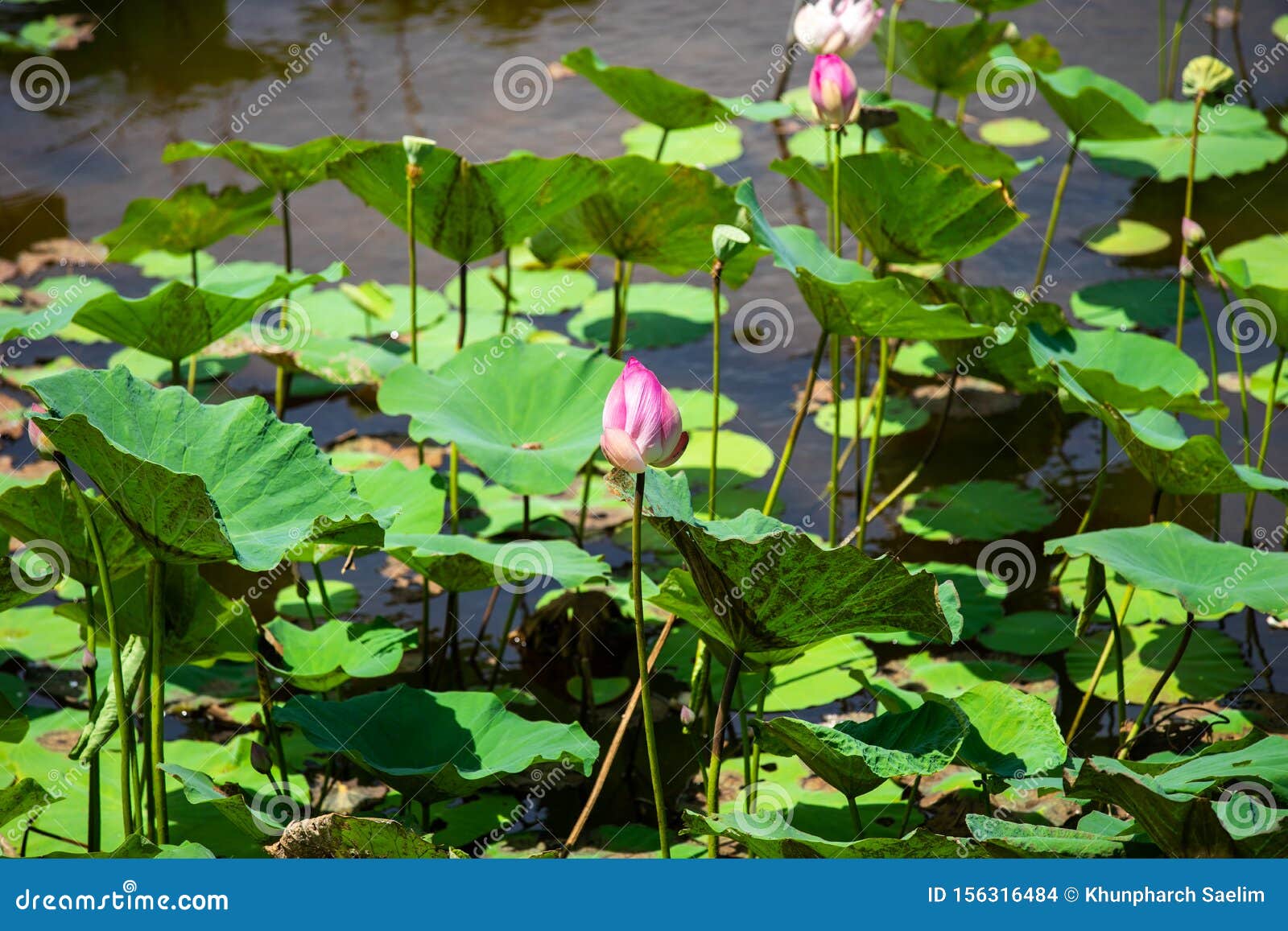 Pink Lotus in a Large Swamp in the Sun Stock Photo - Image of blooming ...