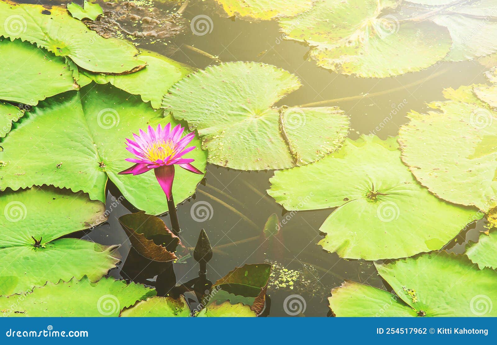 Lotus in the lotus lake stock photo. Image of lily, bloom - 254517962
