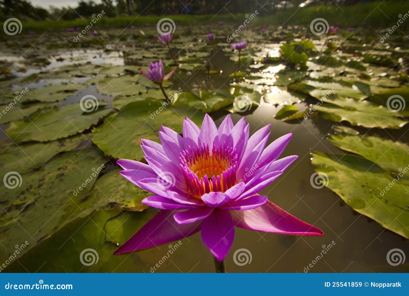 Lotus in a lake stock image. Image of close, elegance - 25541859