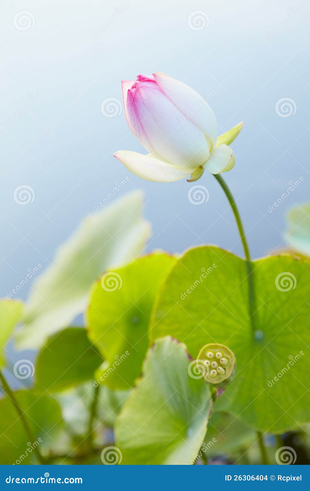 Lotus in Lake stock photo. Image of flora, color, landscape - 26306404