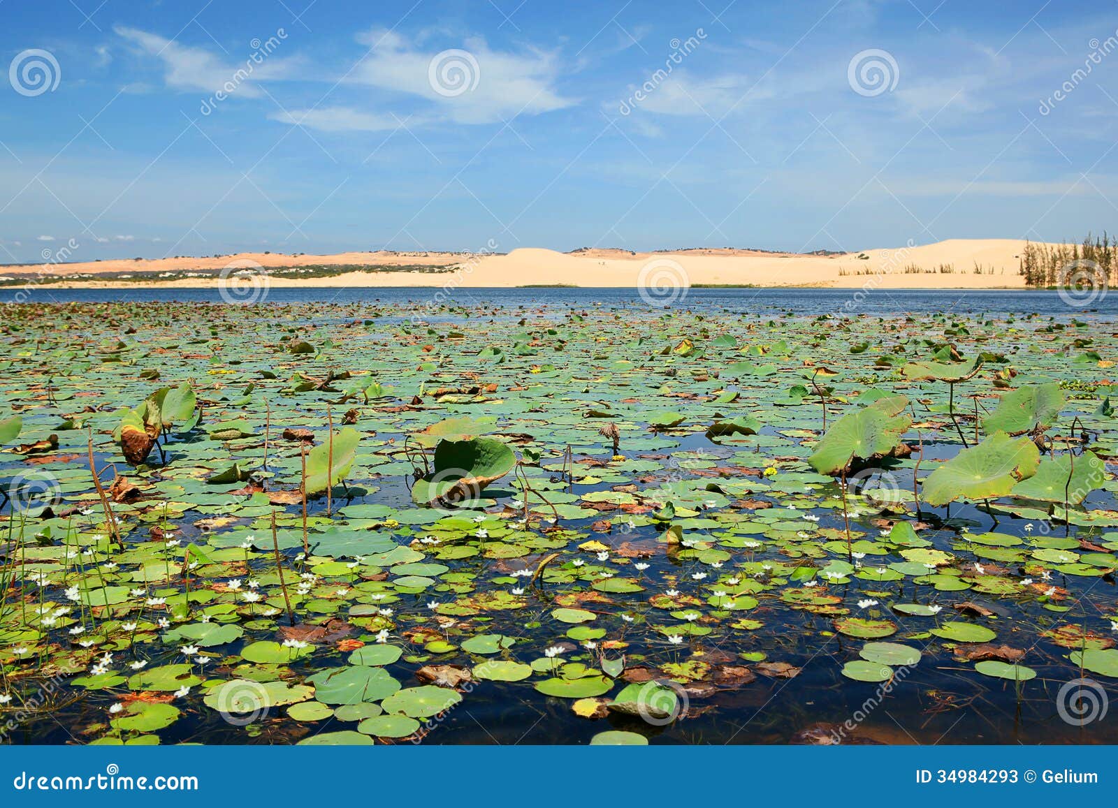 Lotus lake stock image. Image of desert, blue, travel - 34984293
