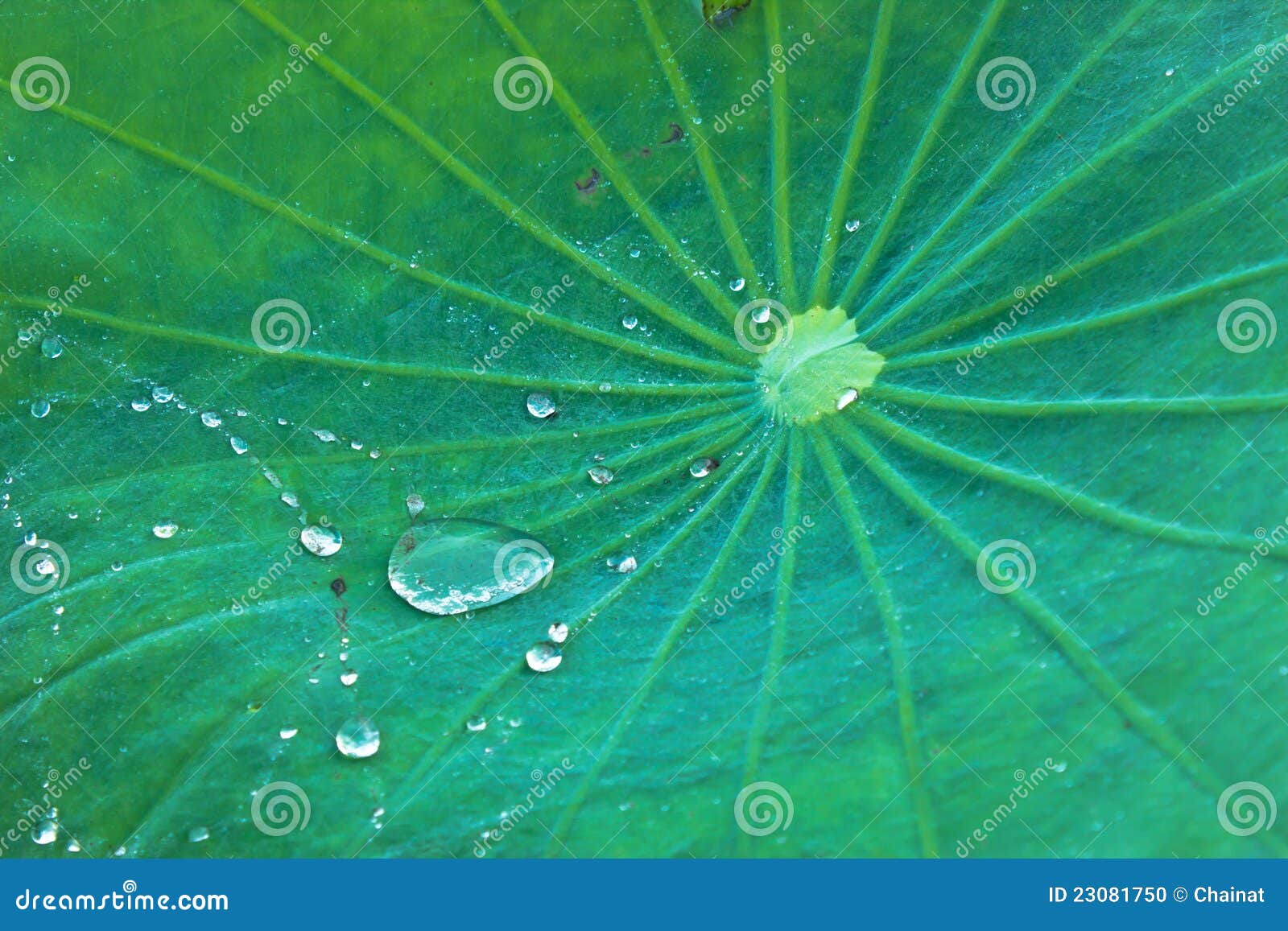 Lotus leaf stock photo. Image of botanic, lotus, clear - 23081750
