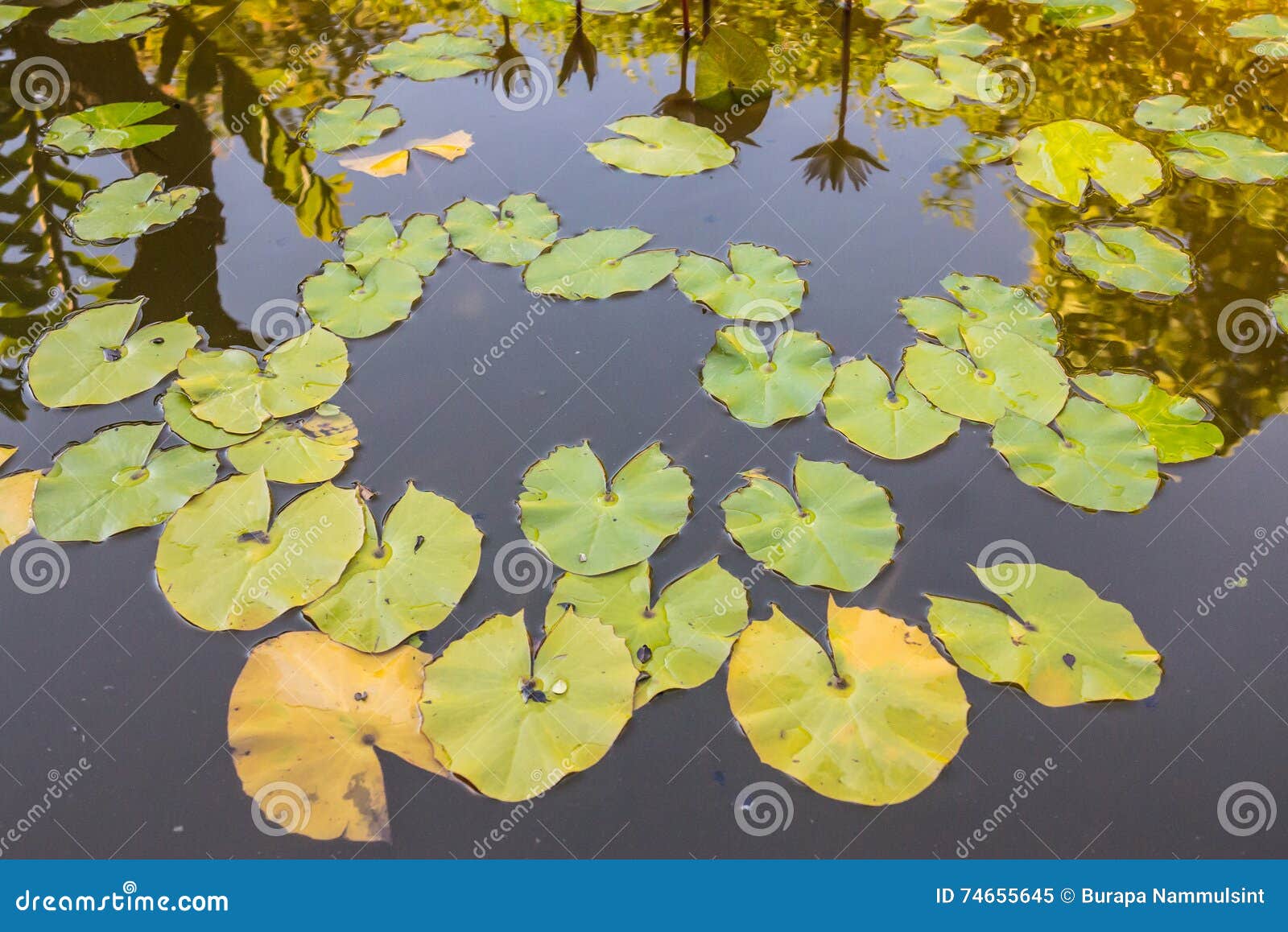 Lotus Leaf image stock. Image du nénuphar, centrale, beau - 74655645