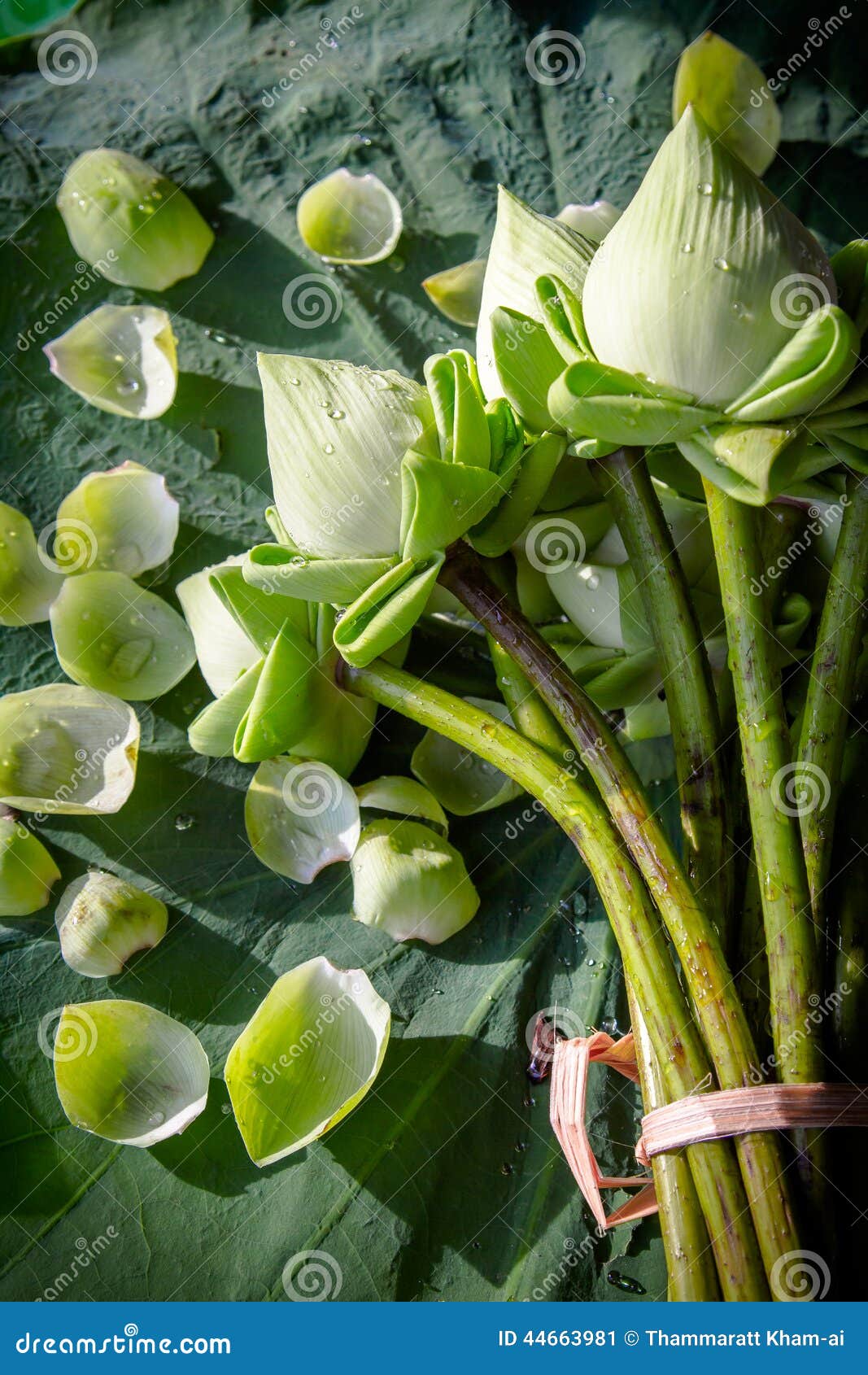Lotus stock image. Image of drop, wallpaper, flower, floristry - 44663981