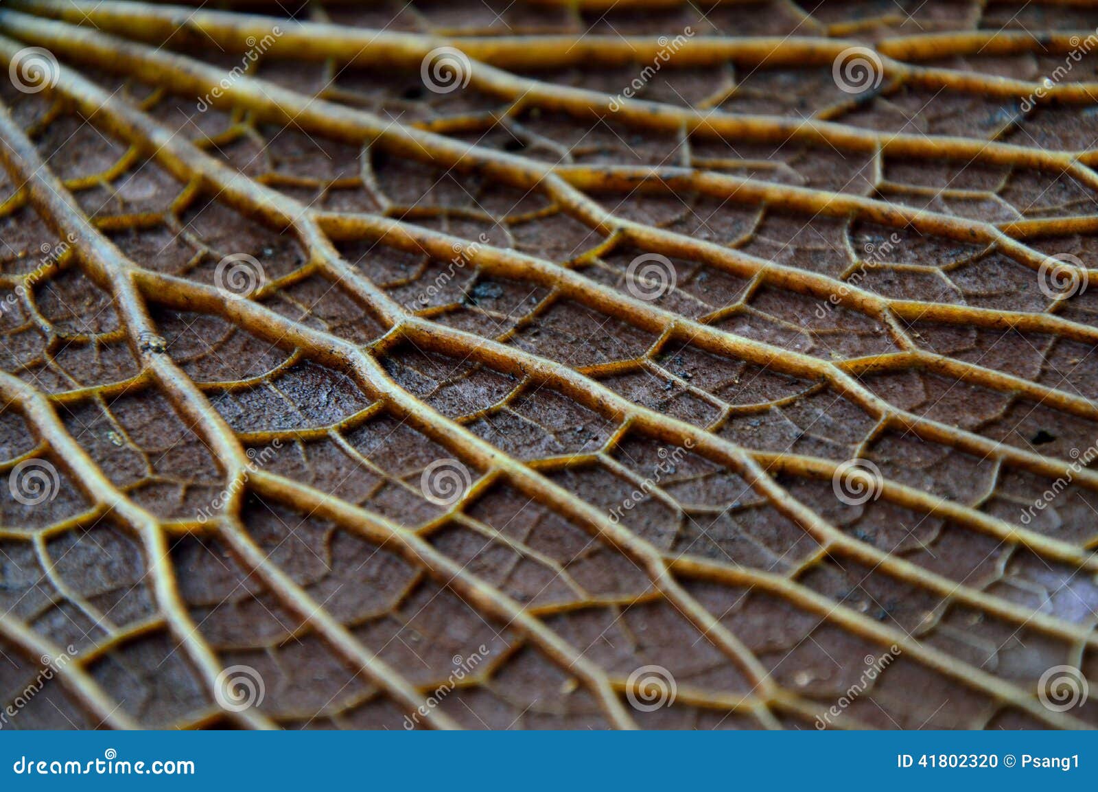 Lotus leaf stock photo. Image of pattern, wood, texture - 41802320