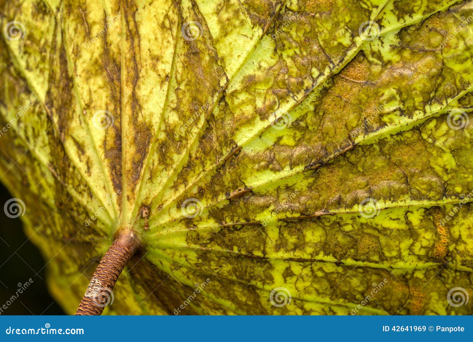 Lotus leaf stock image. Image of garden, backside, texture - 42641969