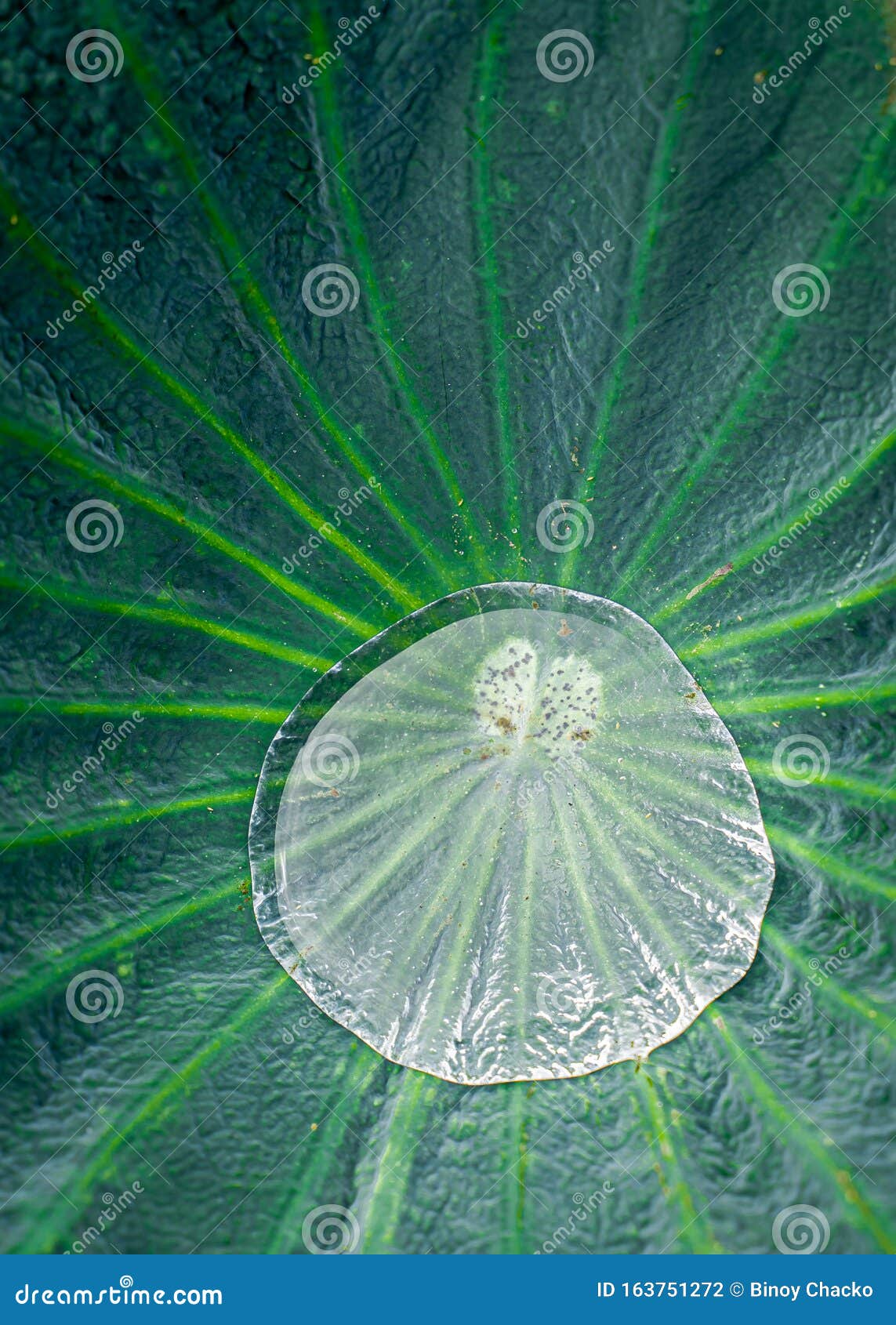 Lotus Leaf Close Up with a Water Drop Stock Photo - Image of season ...