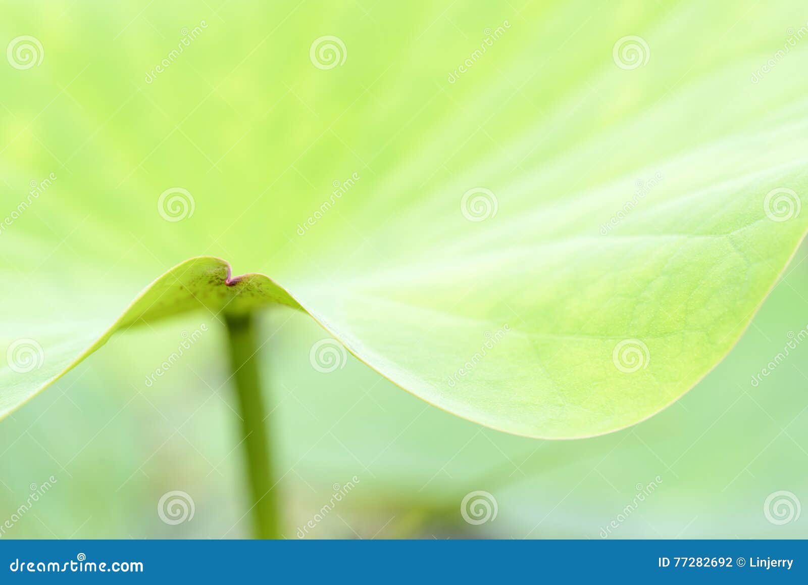 Lotus Leaf Curves and Texture Stock Photo - Image of color, leaf: 77282692
