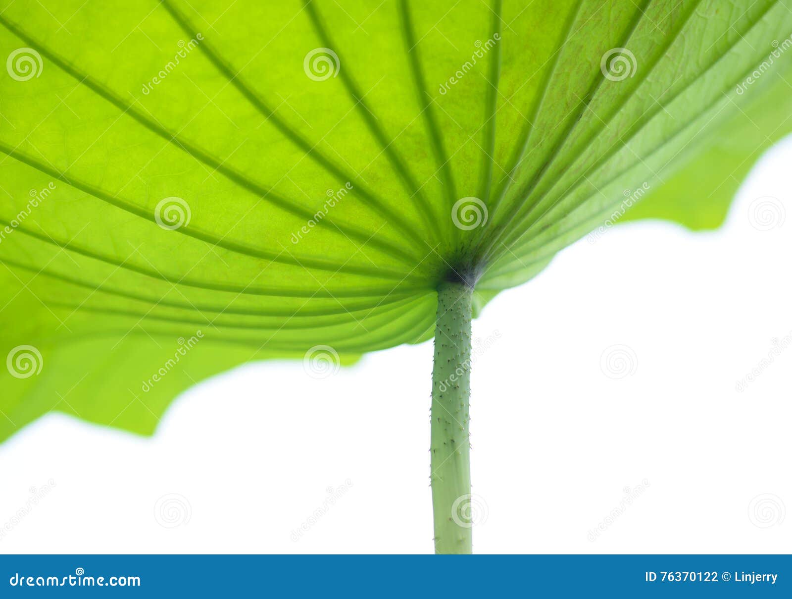 Lotus Leaf Curves and Texture Stock Photo - Image of color, design ...