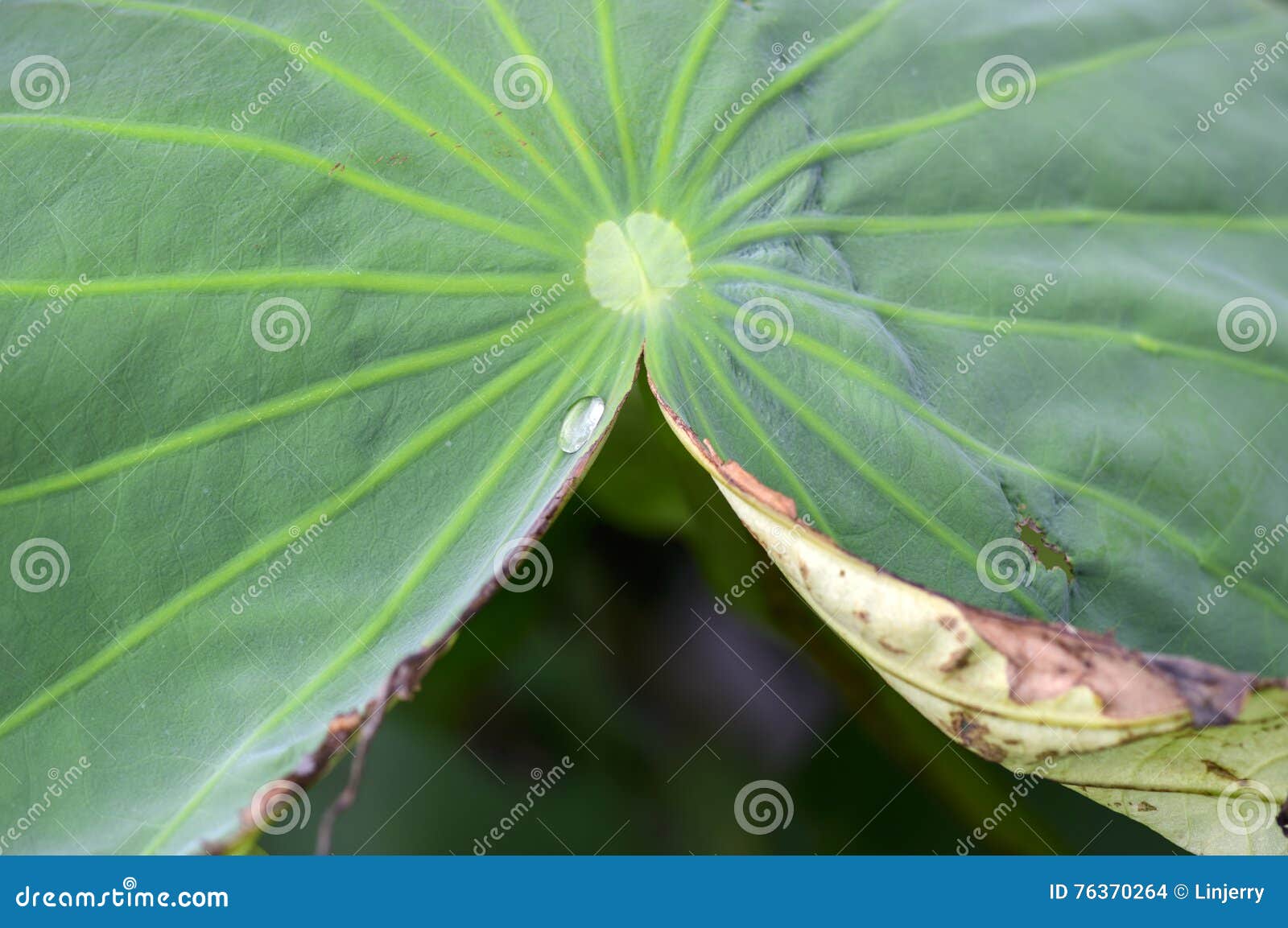 Lotus Leaf Curves and Texture Stock Photo - Image of clean, abstract ...