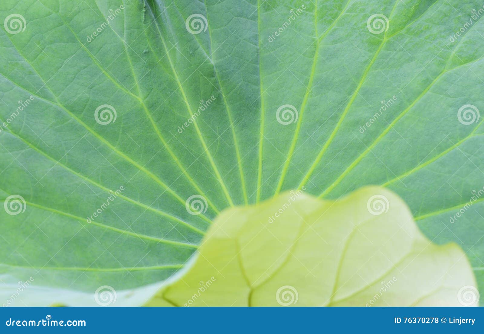 Lotus Leaf Curves and Texture Stock Photo - Image of clean, grass: 76370278