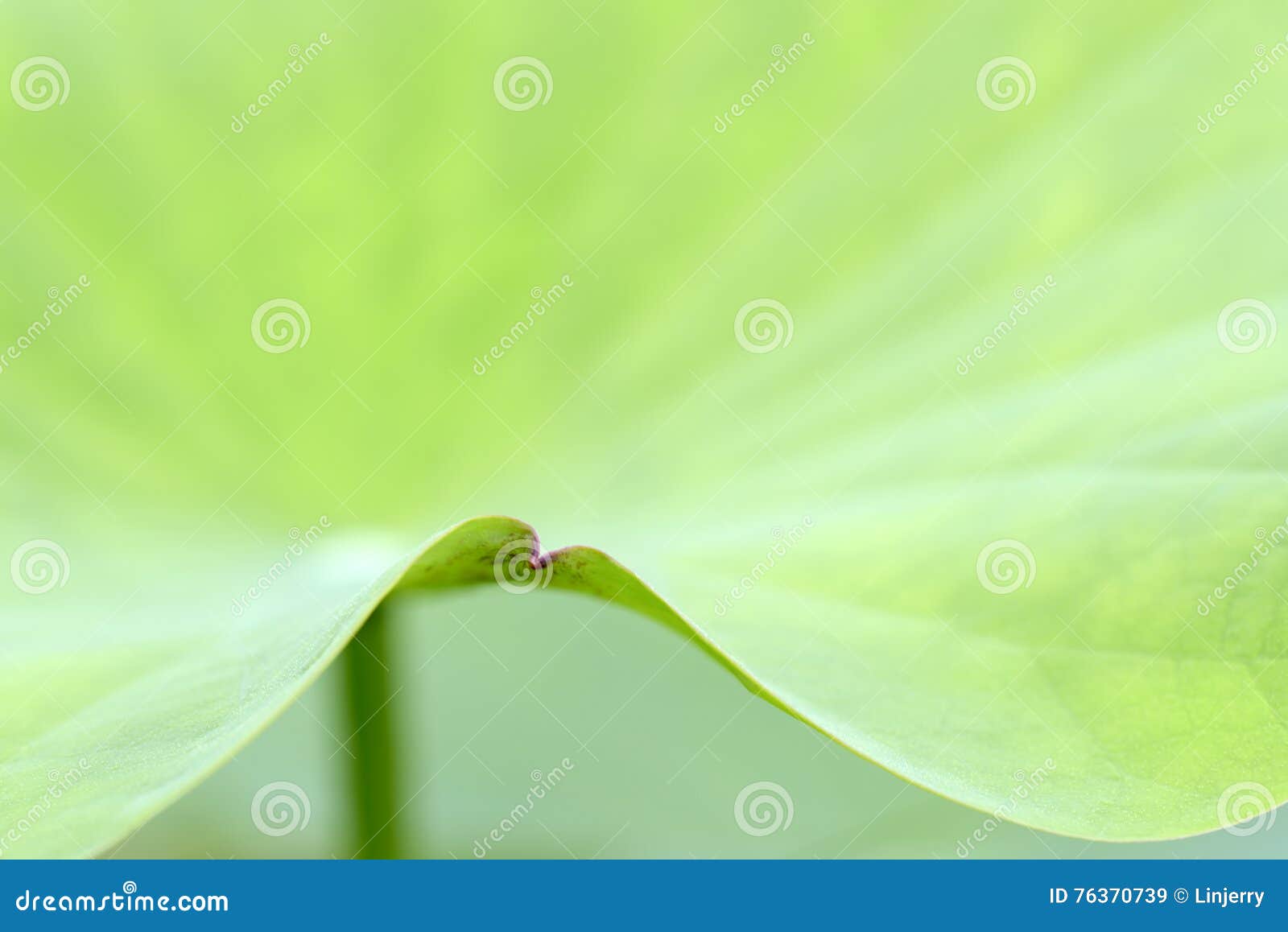 Lotus Leaf Curves and Texture Stock Image - Image of abstract ...
