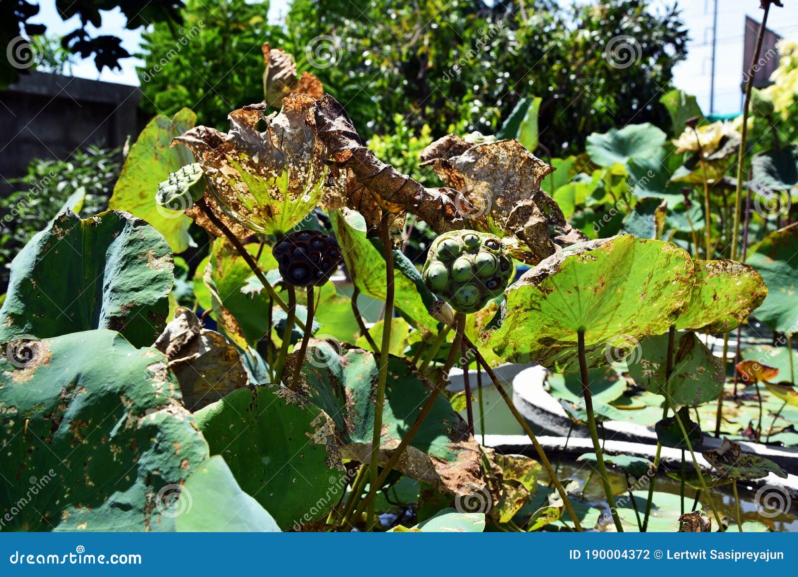 Lotus Leaf Damage from Worm Stock Photo - Image of fresh, insect: 190004372