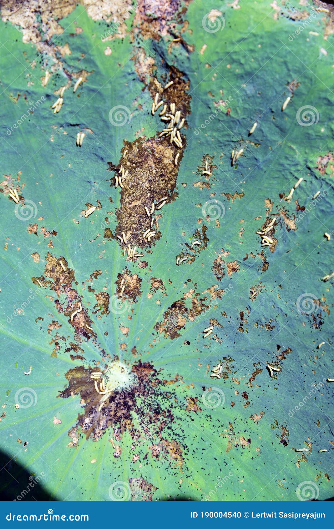Lotus Leaf Damage from Worm Stock Photo - Image of beautiful, nature ...
