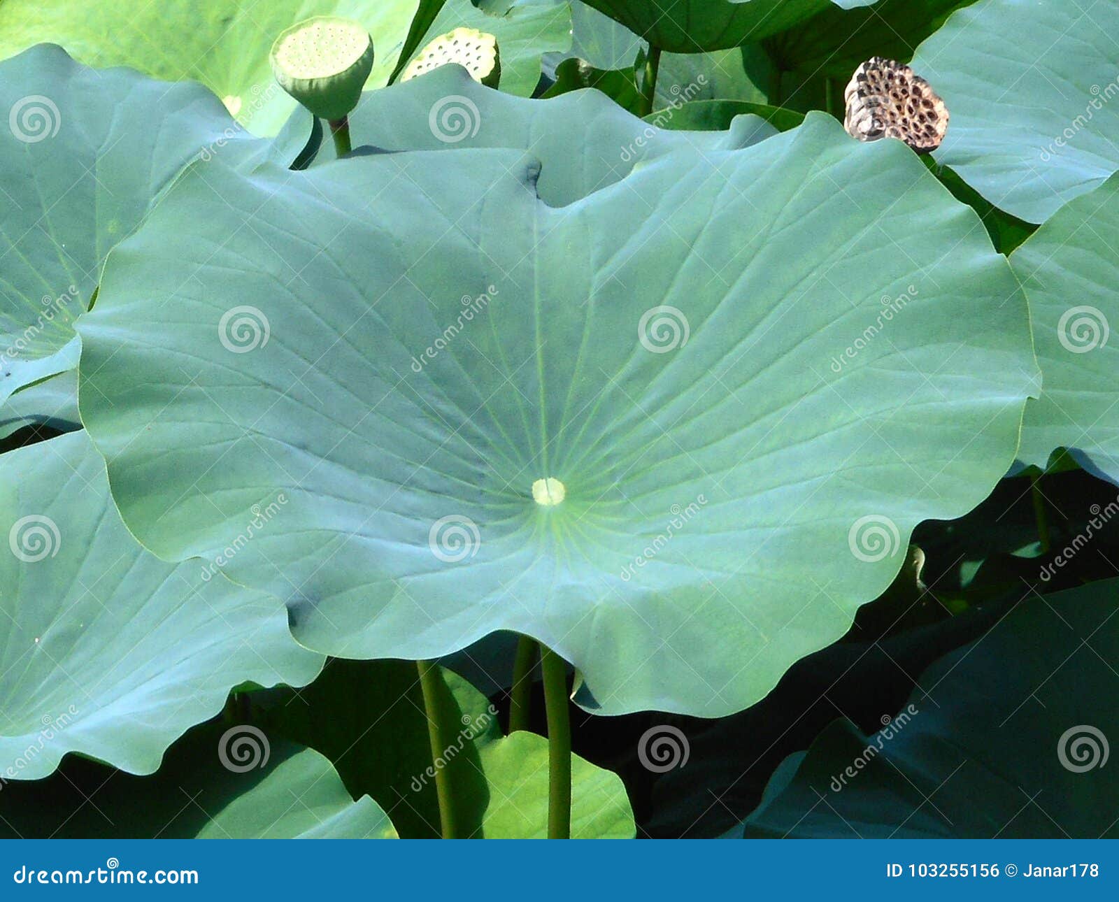 Lotus leaf stock photo. Image of nature, pond, italy - 103255156