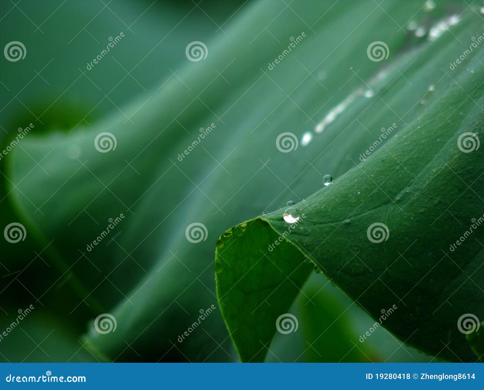13,215 Leaf Drip Stock Photos - Free & Royalty-Free Stock Photos from ...