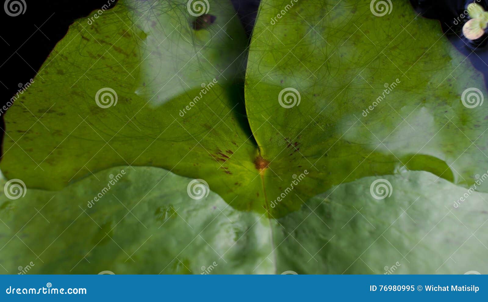 Lotus Leaf Floating stock image. Image of exotic, beauty - 76980995