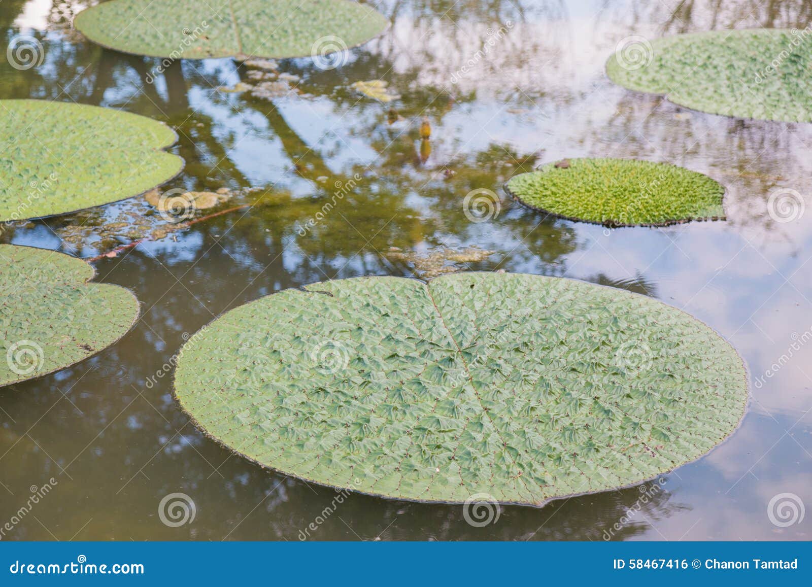 Lotus Leaf Floating in the Pool. Stock Photo - Image of round, garden ...