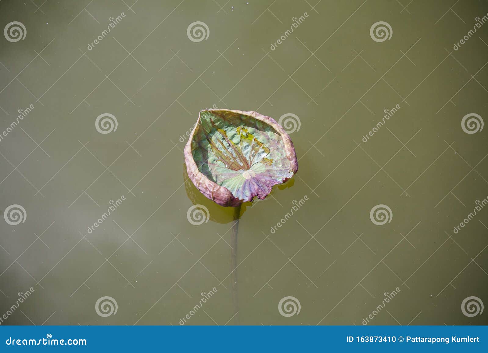 Lotus Leaf , Lotus Flowers in a Tropical Pool Stock Photo - Image of ...