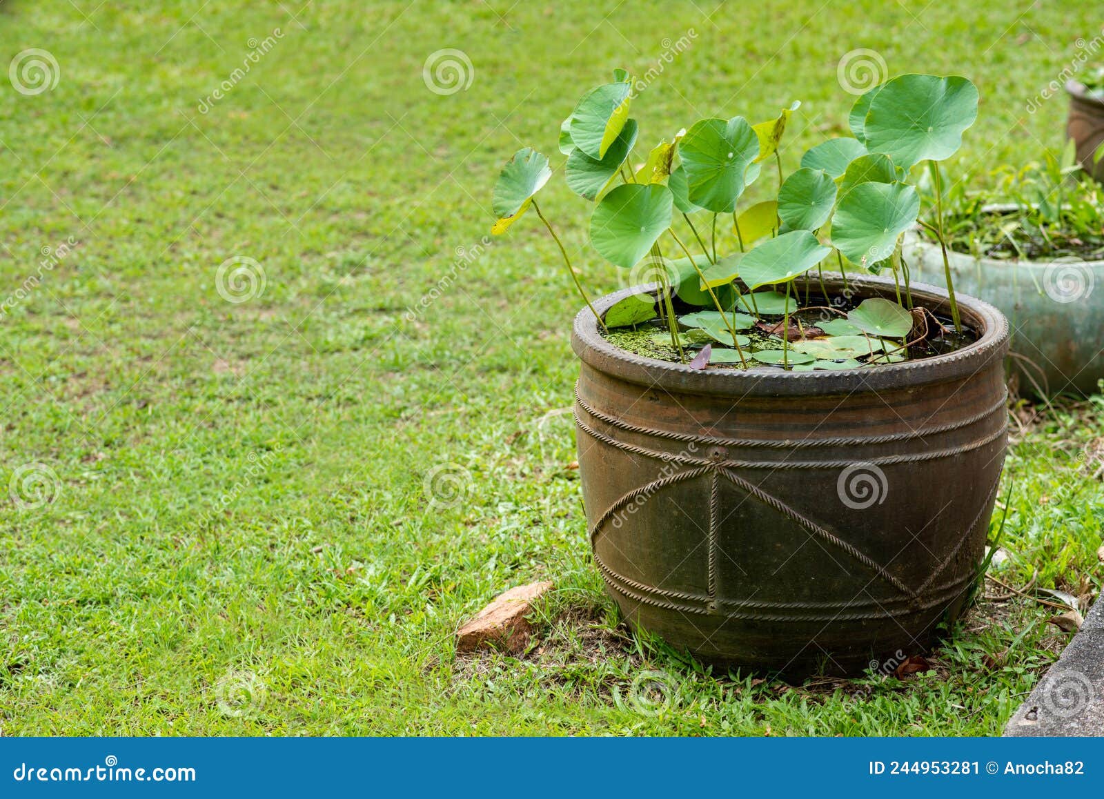 Lotus leaf in garden tub stock image. Image of spring - 244953281
