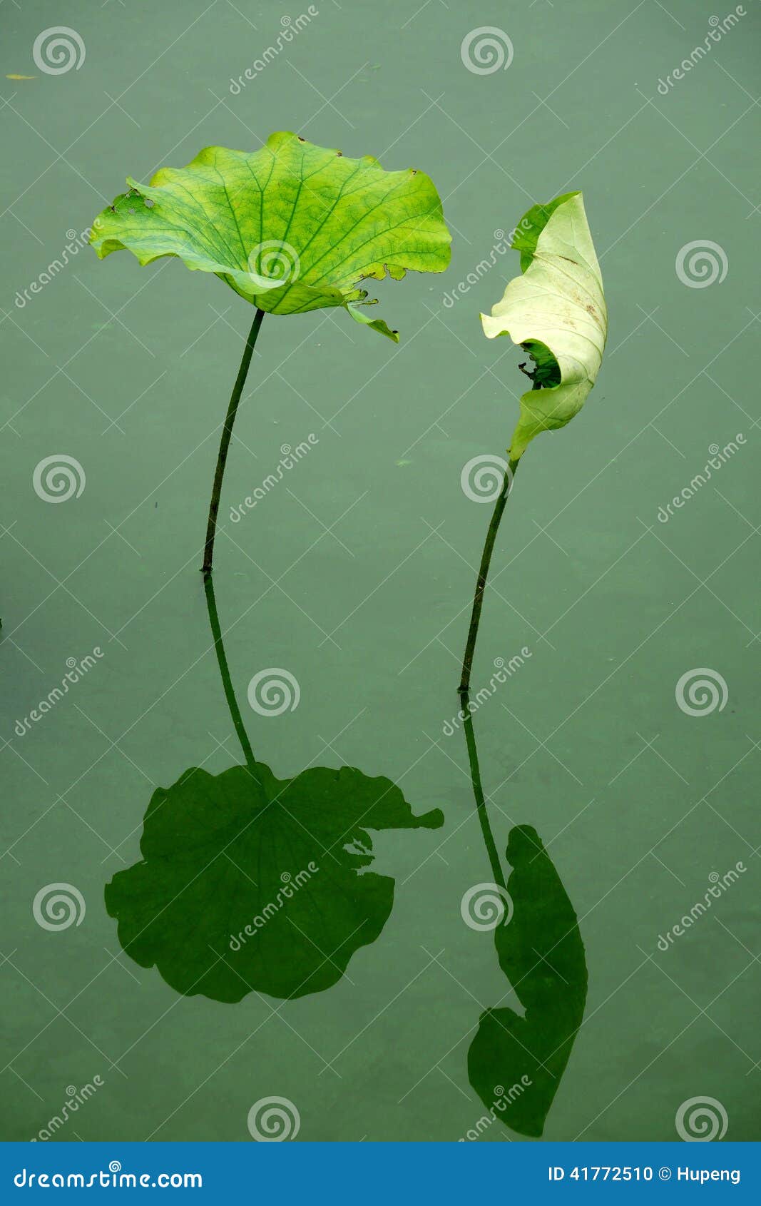 Lotus leaf stock photo. Image of grain, ecology, geometry - 41772510