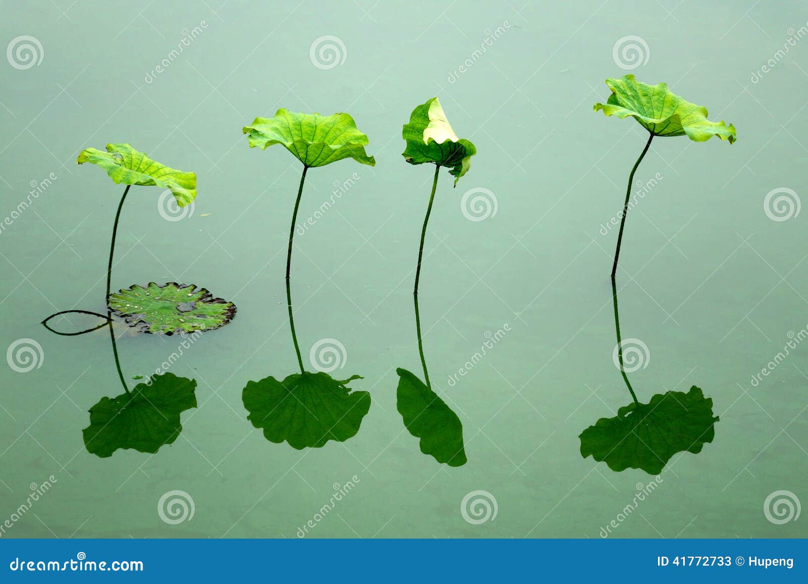 Lotus leaf stock image. Image of bright, backgrounds - 41772733