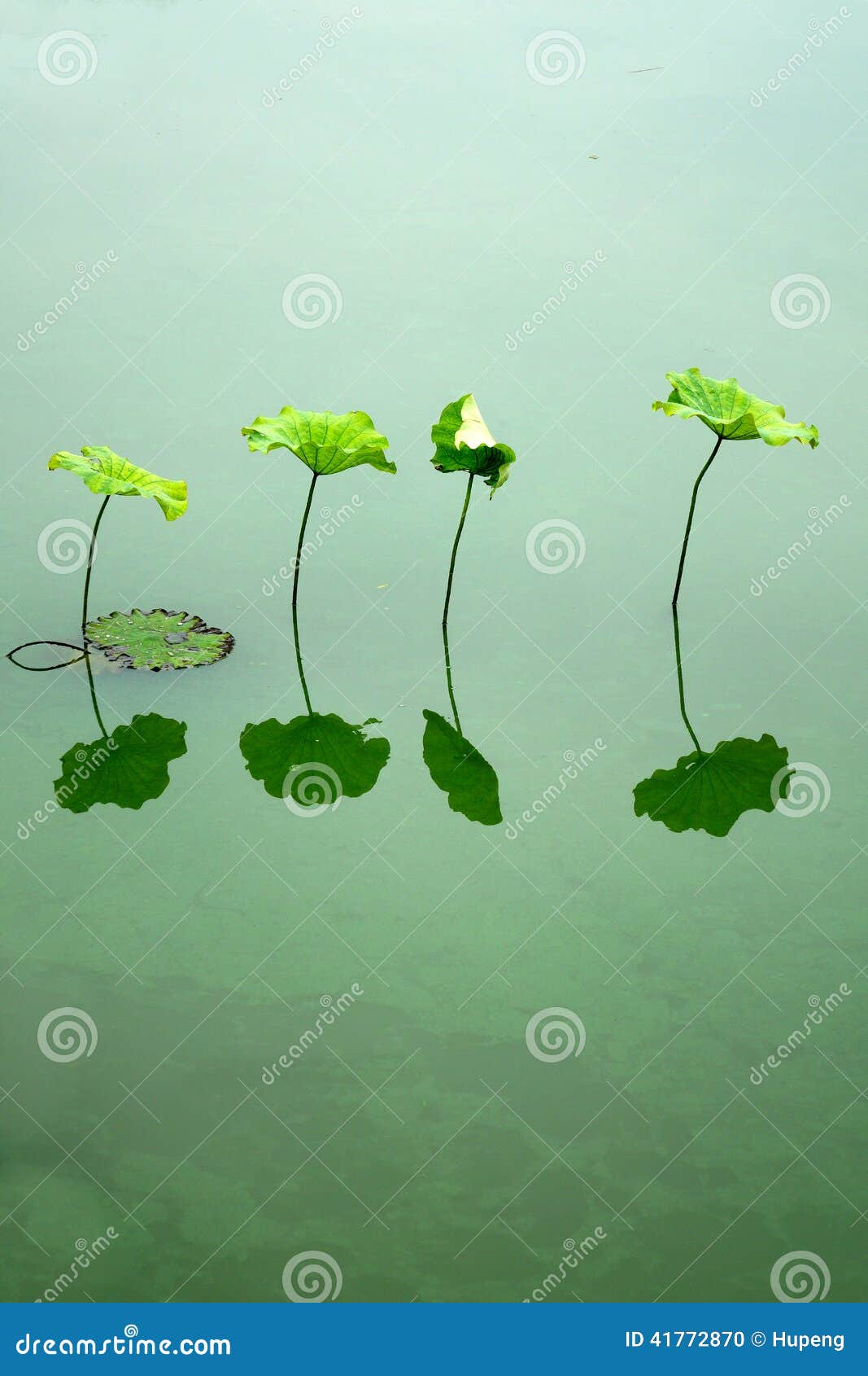 Lotus leaf stock photo. Image of details, fresh, ecology - 41772870